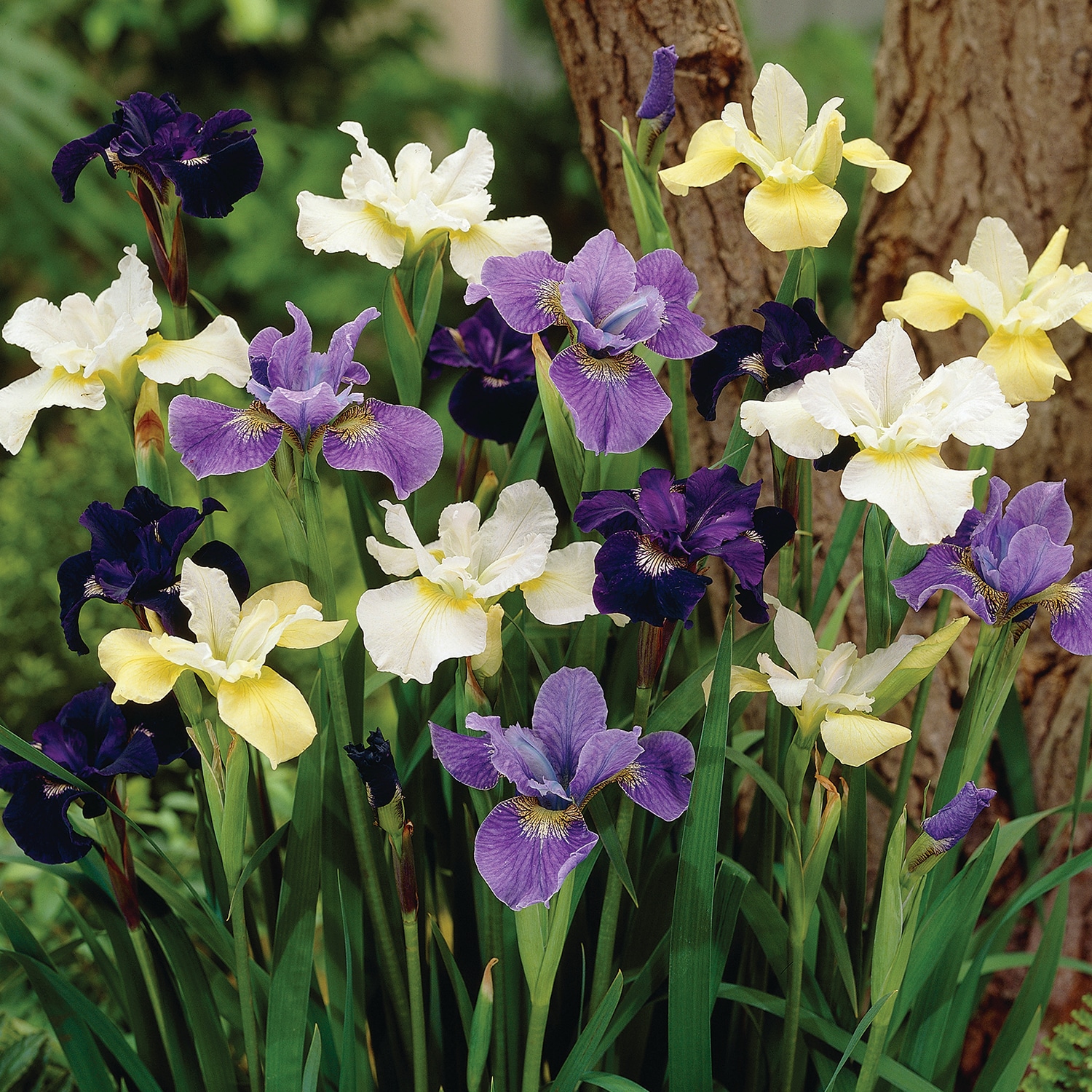 Garden State Bulb Iris Blend PBS in the Perennials department at Lowes.com