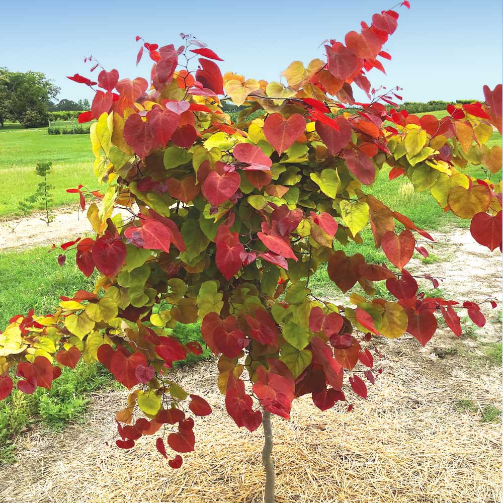 Brighter Blooms Flame Thrower- Redbud Tree (6-7 ft.) in the Trees ...