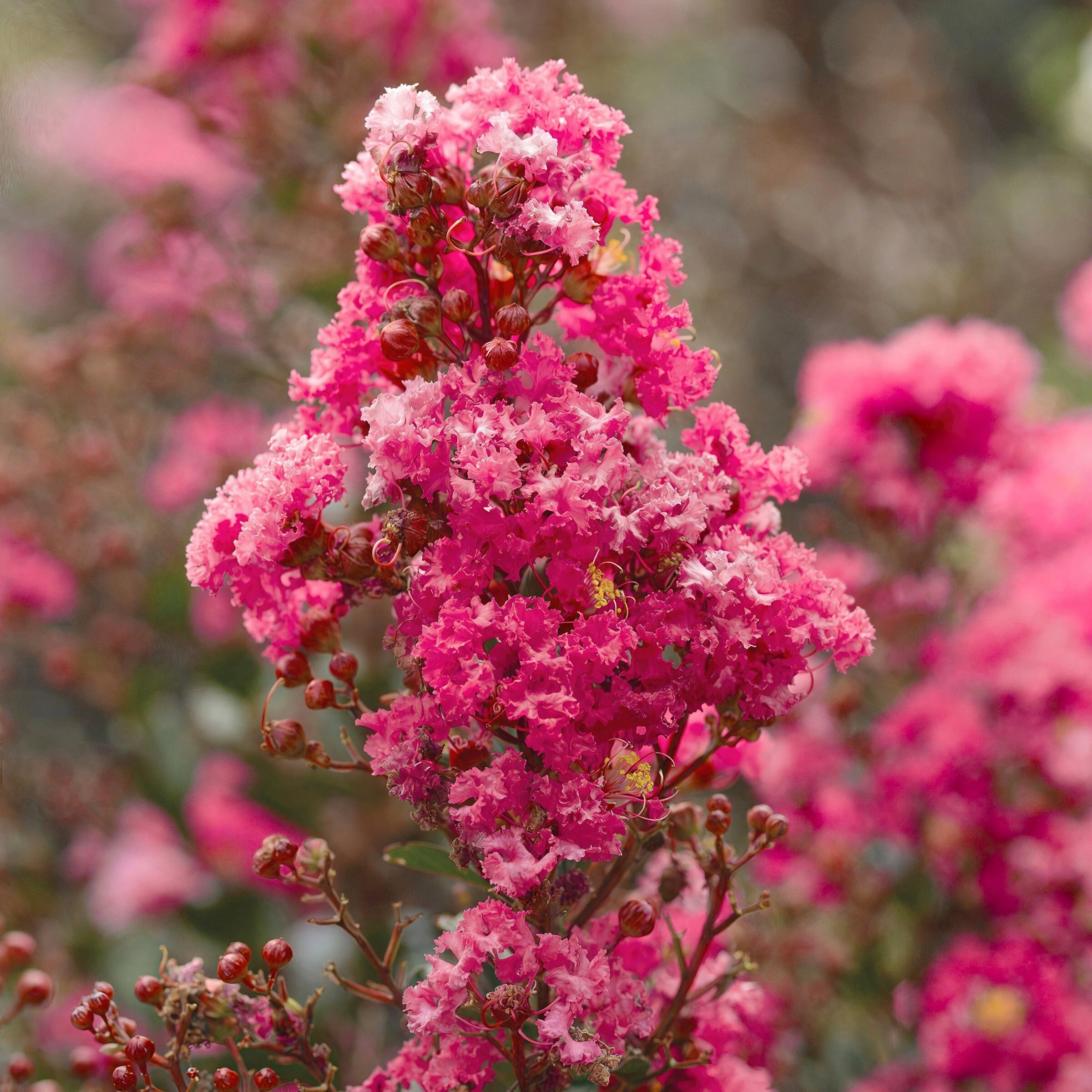 National Plant Network 3 -Gallon Flowering Crape Myrtle Thunderstruck ...