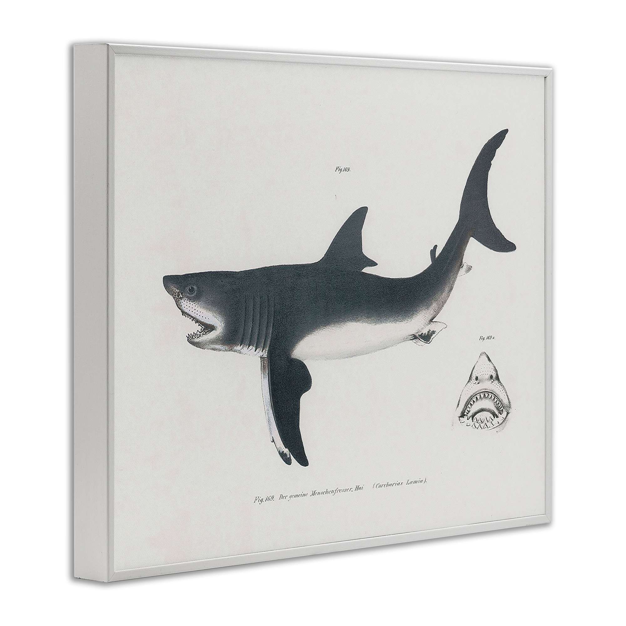 Stupell Industries Detailed Shark Diagram White Framed Giclee Art By ...