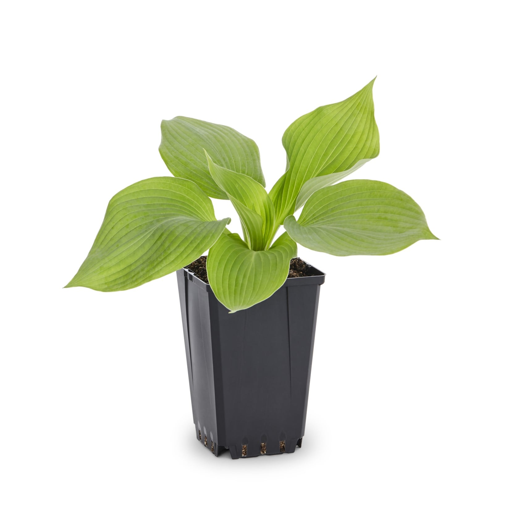 Lowe's Hosta Plant in 1-Quart NURSERY at Lowes.com