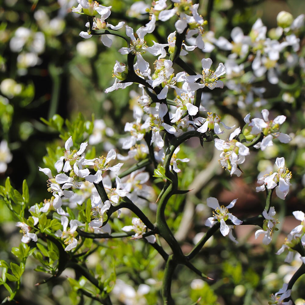 Brighter Blooms Hardy Orange Tree 'Flying Dragon' (2 gal.) in the ...