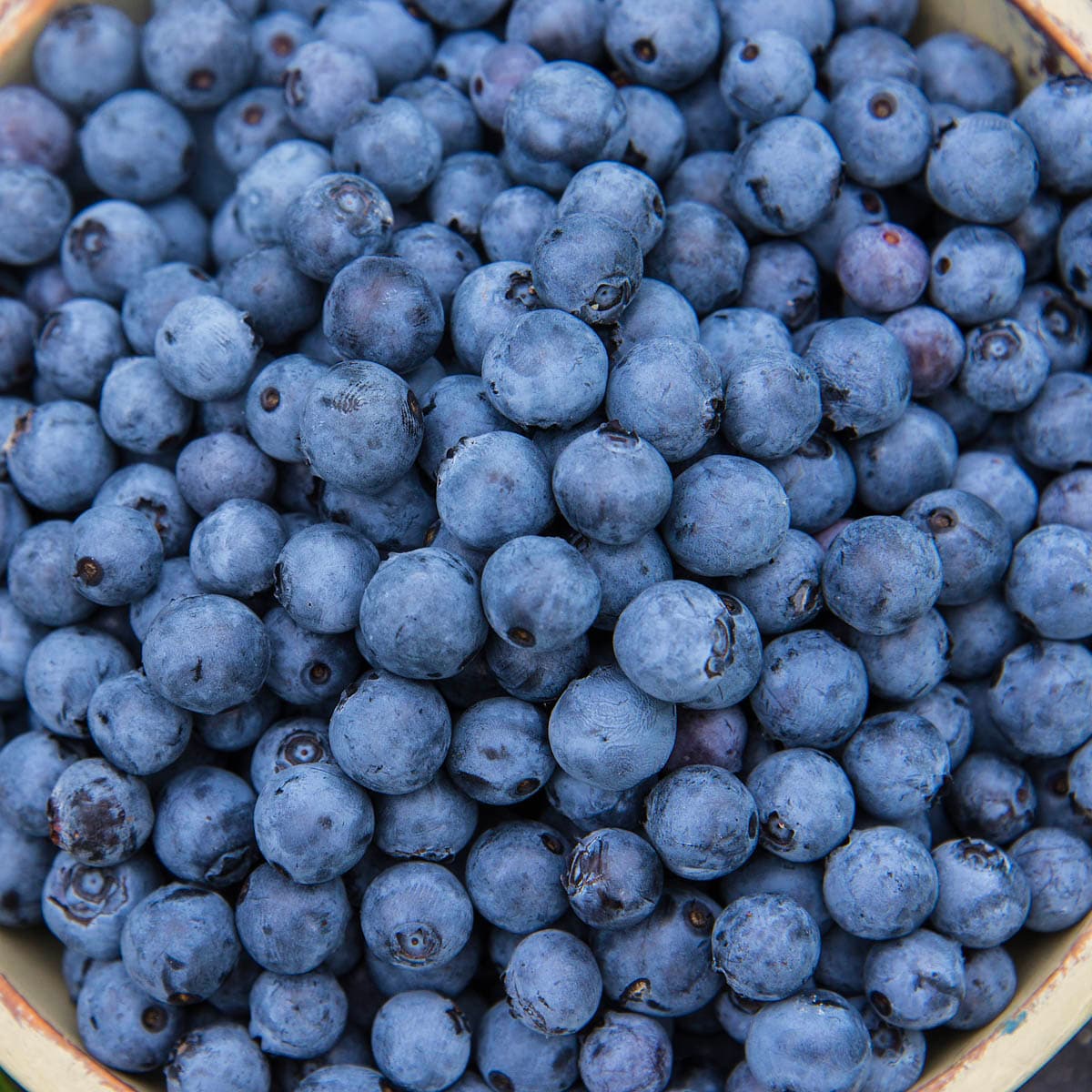 Direct Gardening 1 -Pack Mini-blues Blueberry Plant in Pot in the Fruit ...