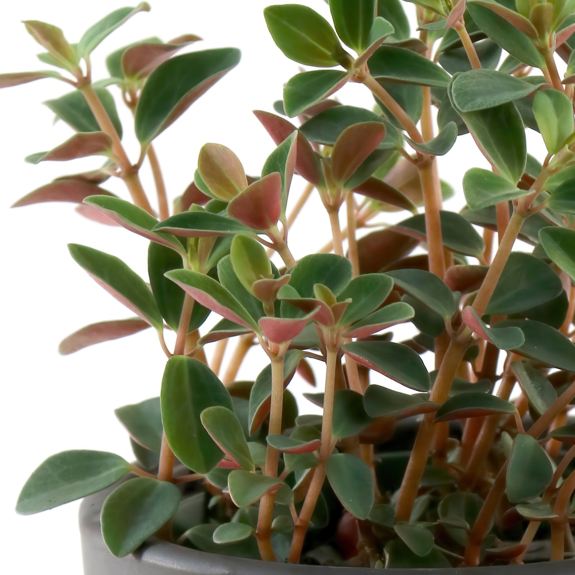 Peperomia Double Duty Plants, Bulbs & Seeds at Lowes.com