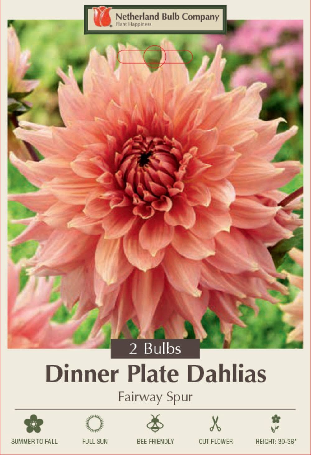 Hirt's Gardens Fairway Spur Decorative Dinnerplate Dahlia - 2 Bulb ...