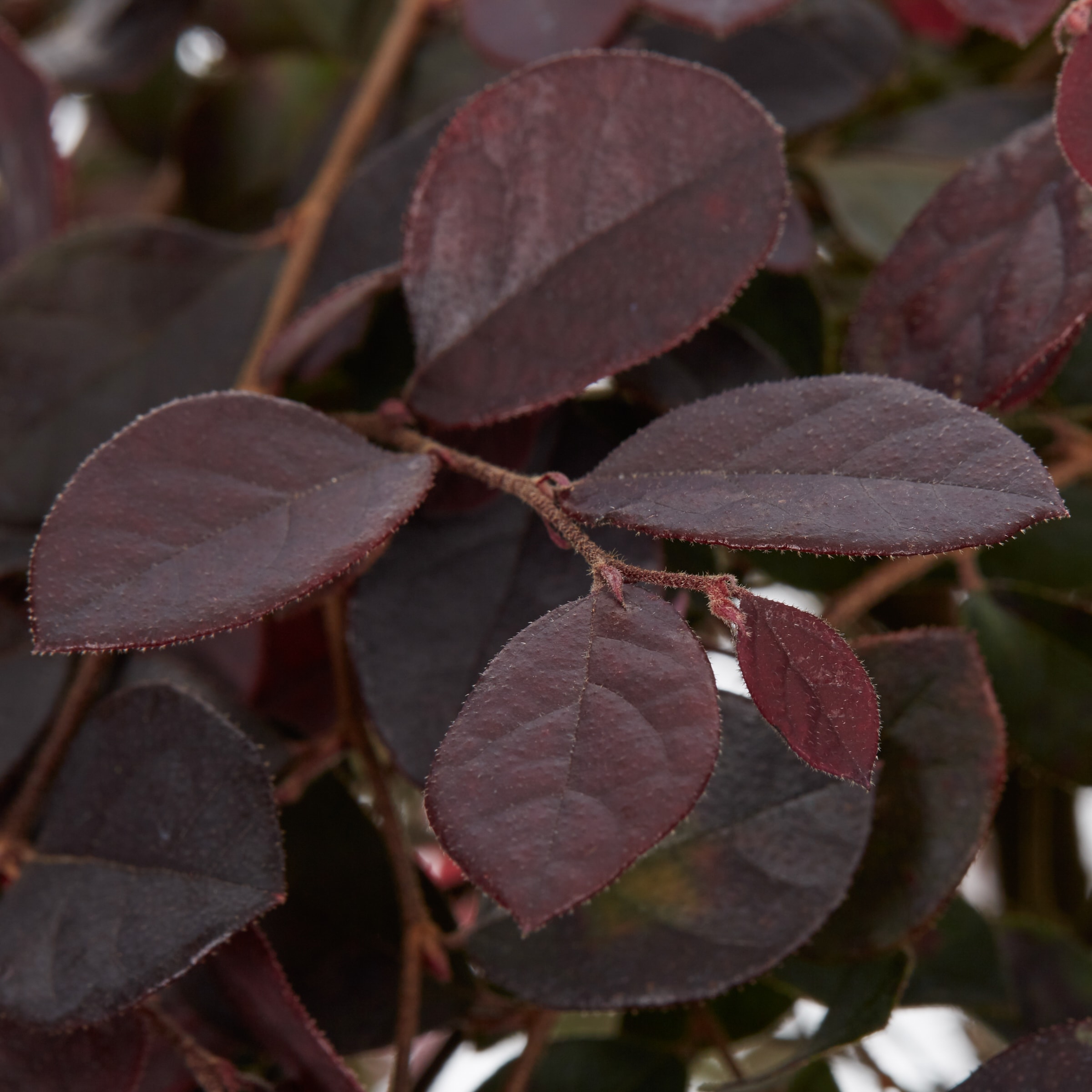 Southern Living Plant Collection 1.5 -Gallon Purple Pixie Dwarf Weeping ...