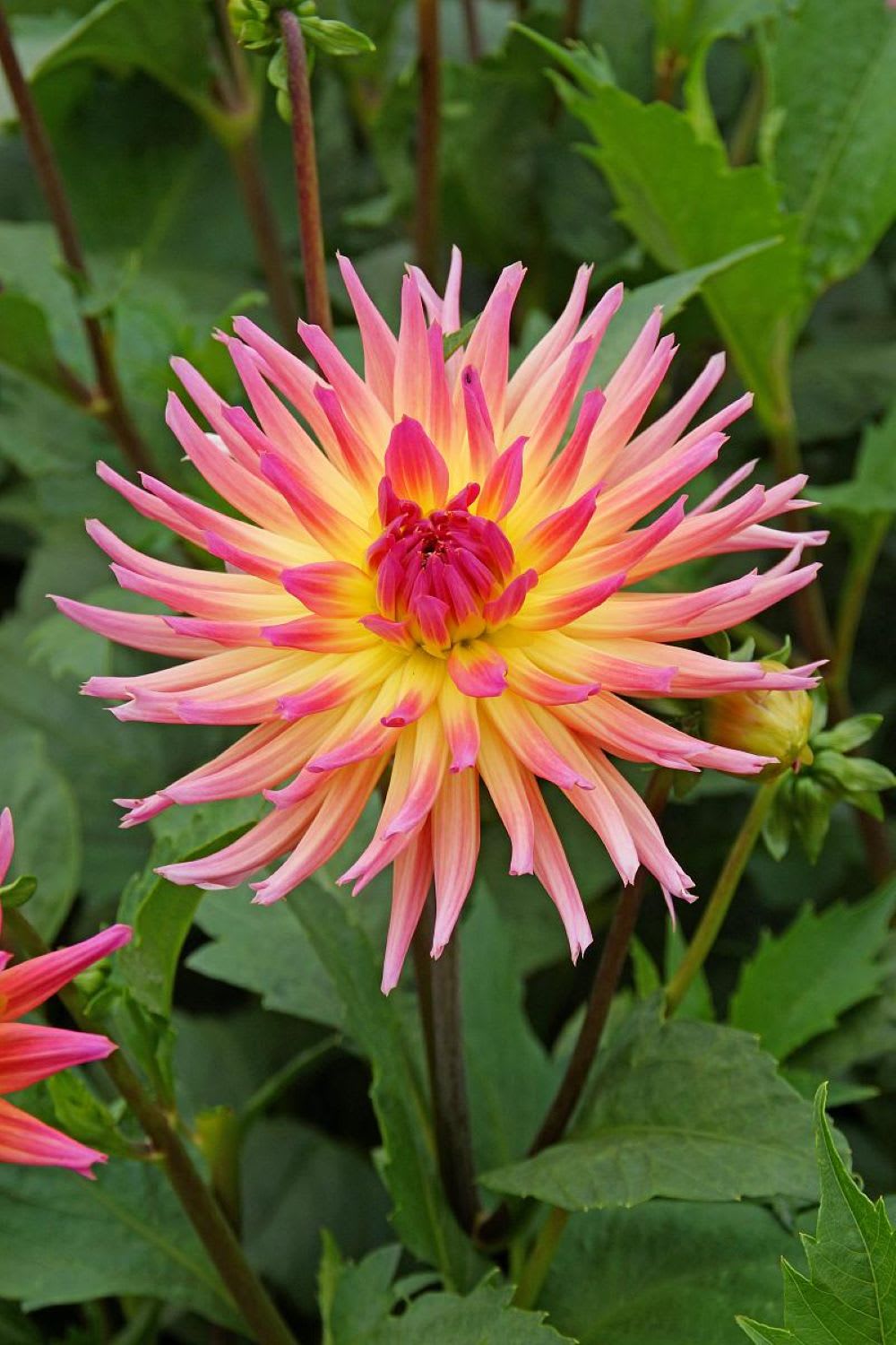 Hirt's Gardens Karma Sangria Cactus Dahlia - Yellow/Pink BiColor - 1 ...