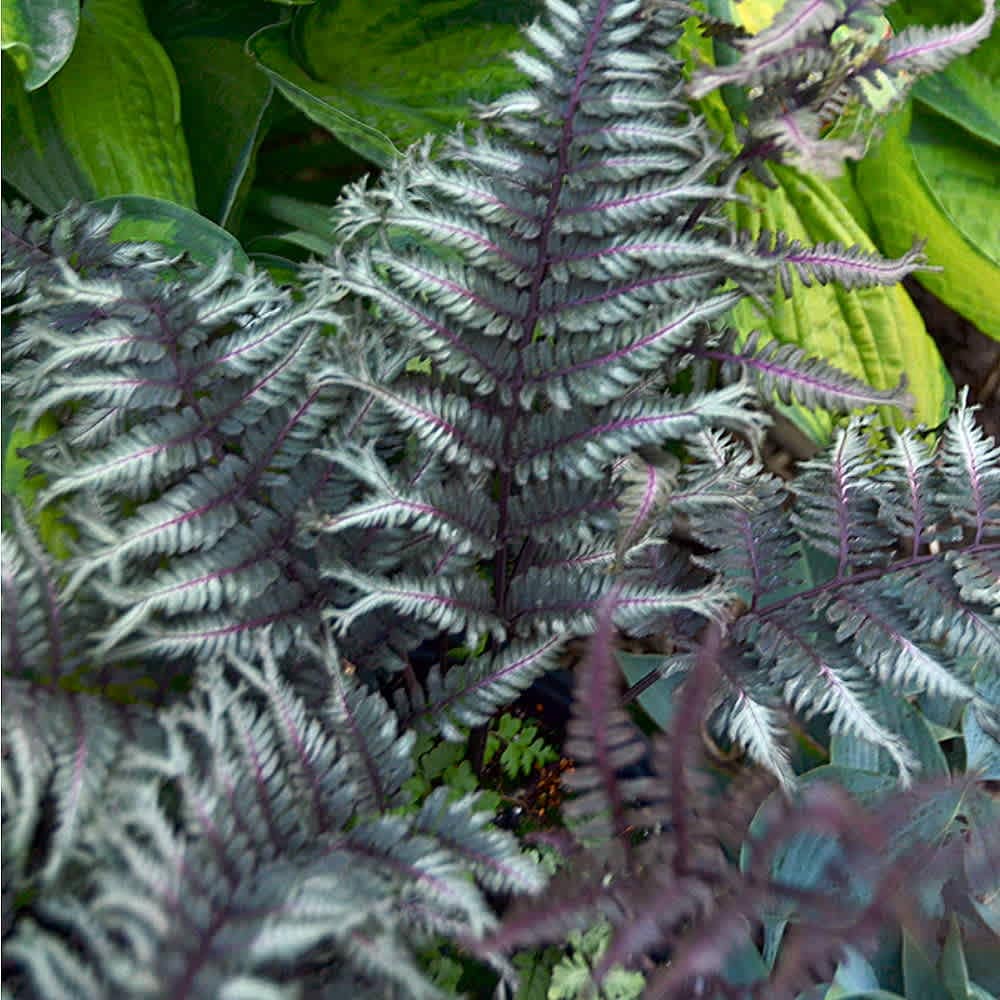 Hirt's Gardens Crested Surf Japanese Painted Fern - Athyrium - Hardy ...