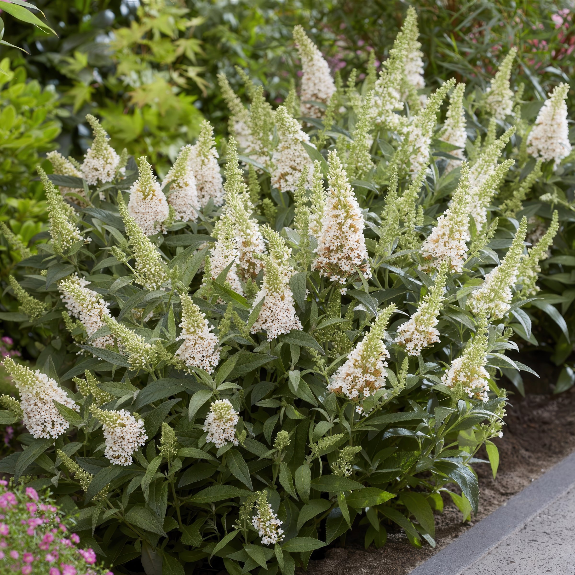 National Plant Network Buddleia Butterfly Candy Butterfly Bush ...