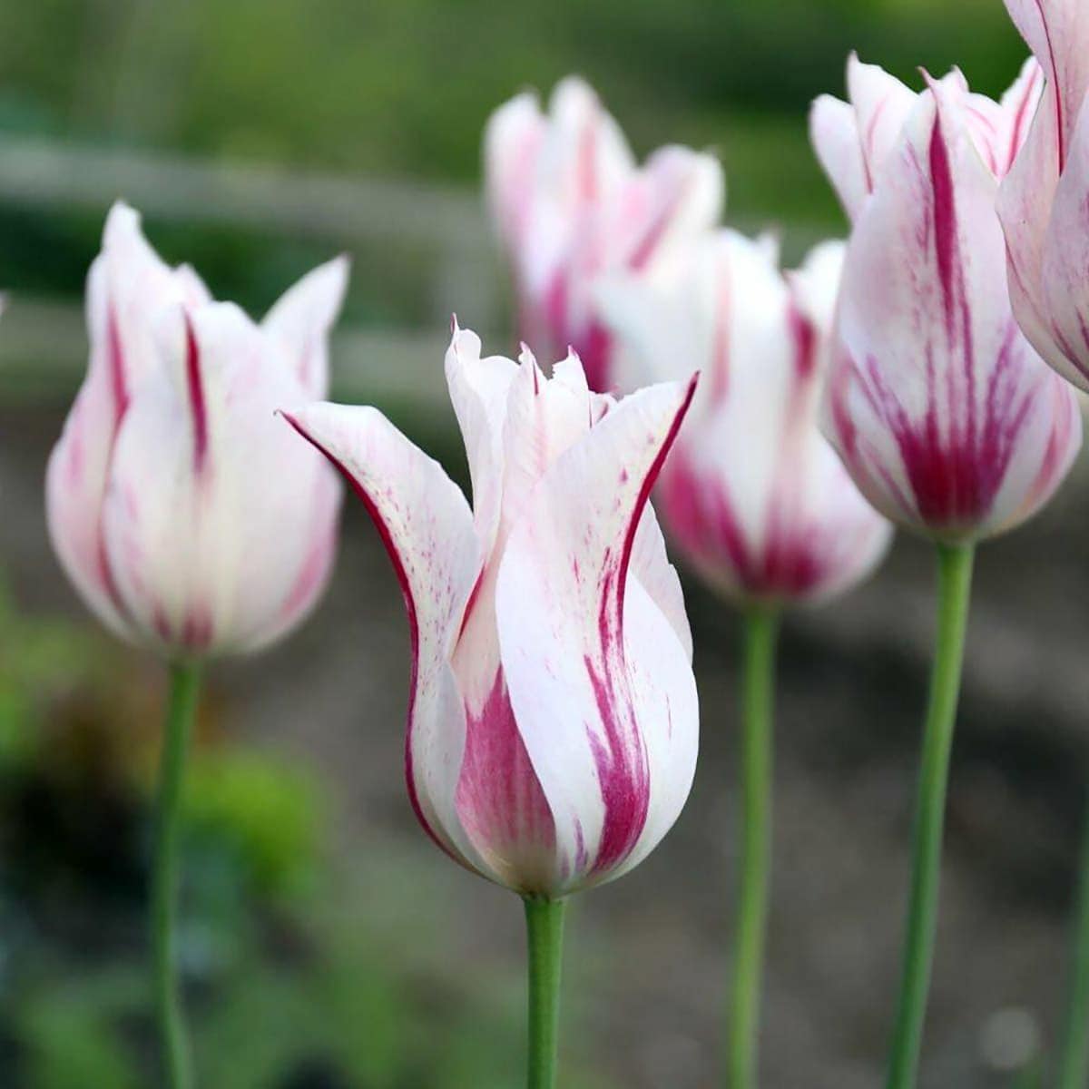 Hirt's Gardens Marilyn Lily-Flowered Tulip - 12cm Bulbs - 5 Bulbs in ...