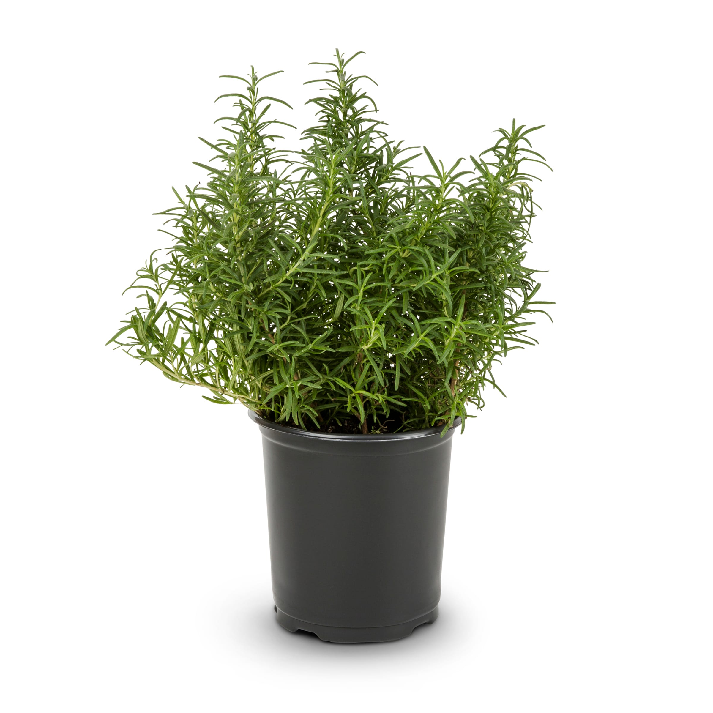 Trailing Rosemary Plants, Bulbs & Seeds at Lowes.com