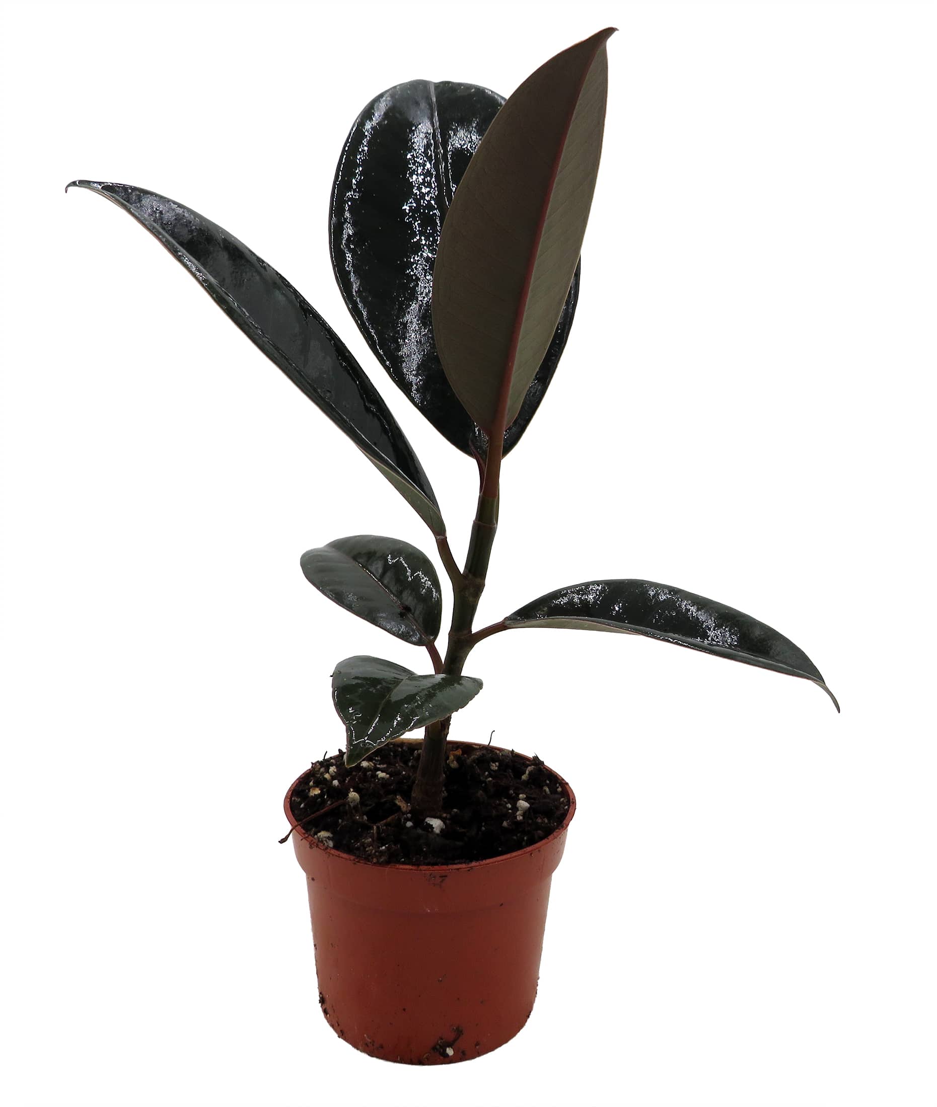 Hirt's Gardens Burgundy Rubber Tree Plant - Ficus - An Old Favorite - 2 ...