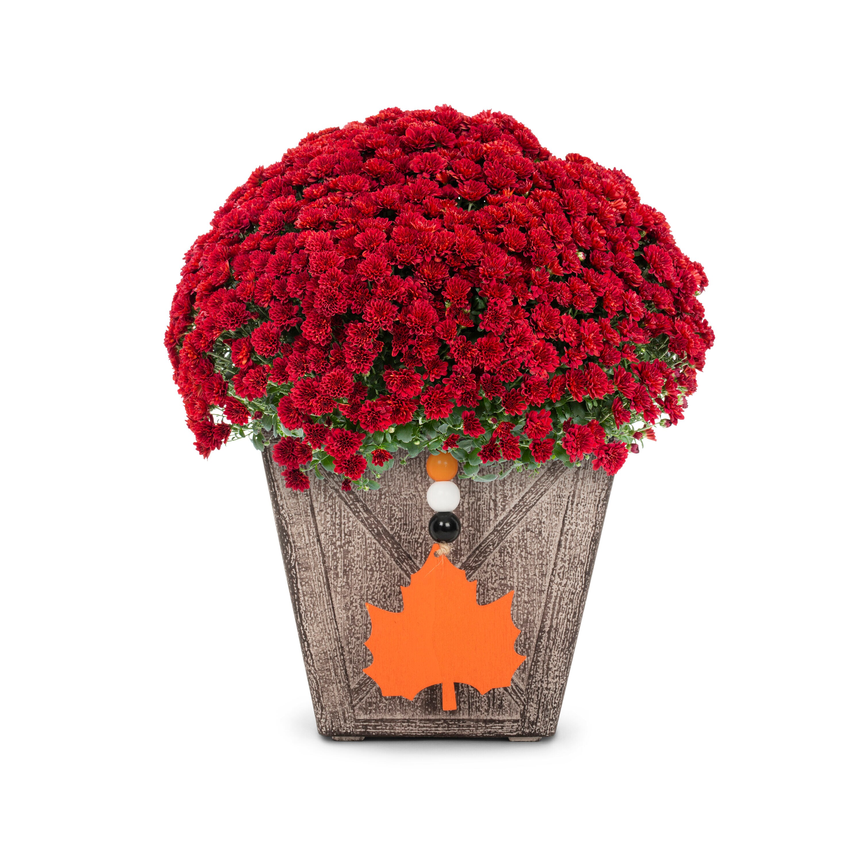 Metrolina Greenhouses Red Mum in 1-Gallon Planter 5259 at Lowes.com