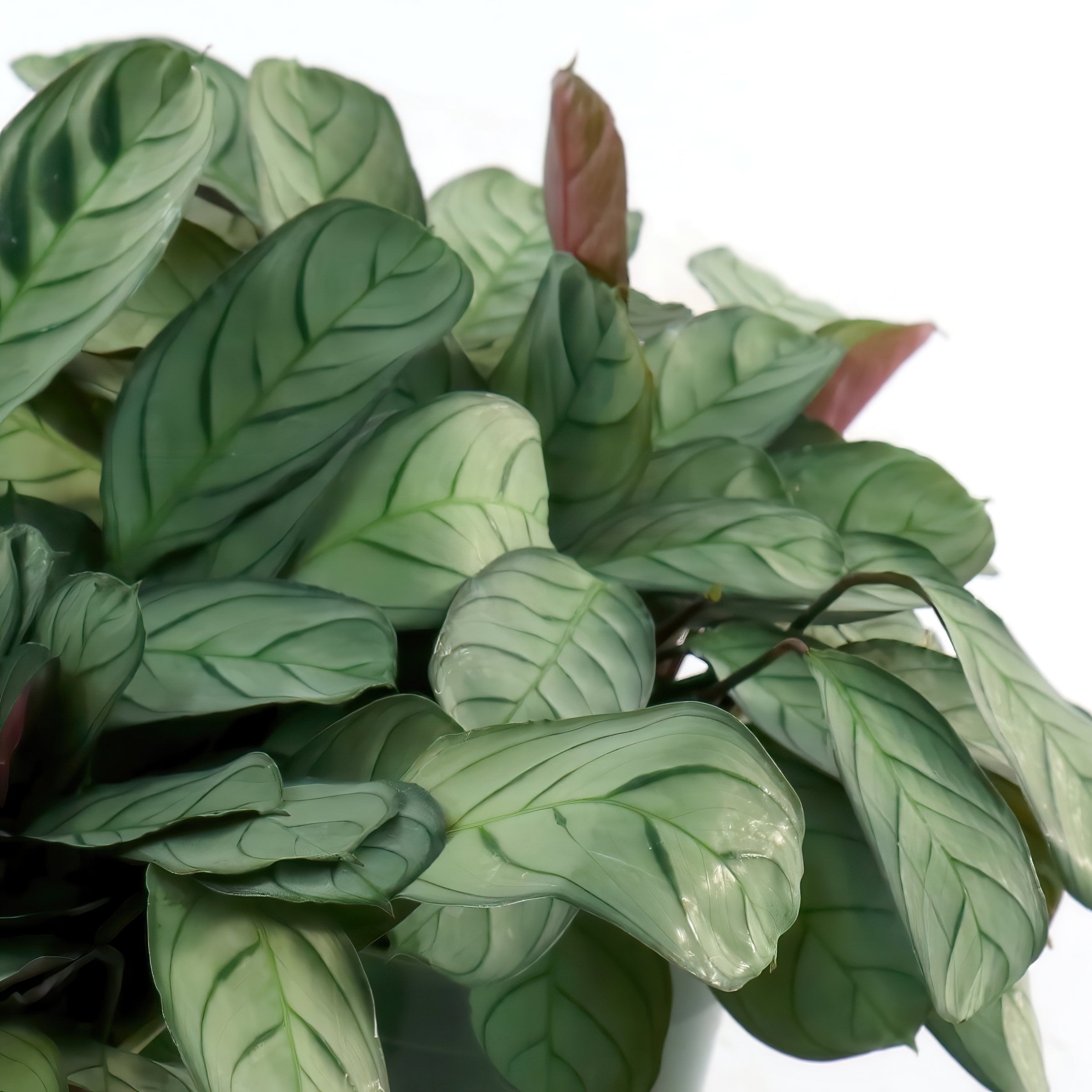 National Plant Network Calathea Amagris House plant in 4 Inch(es) Pot 3 ...