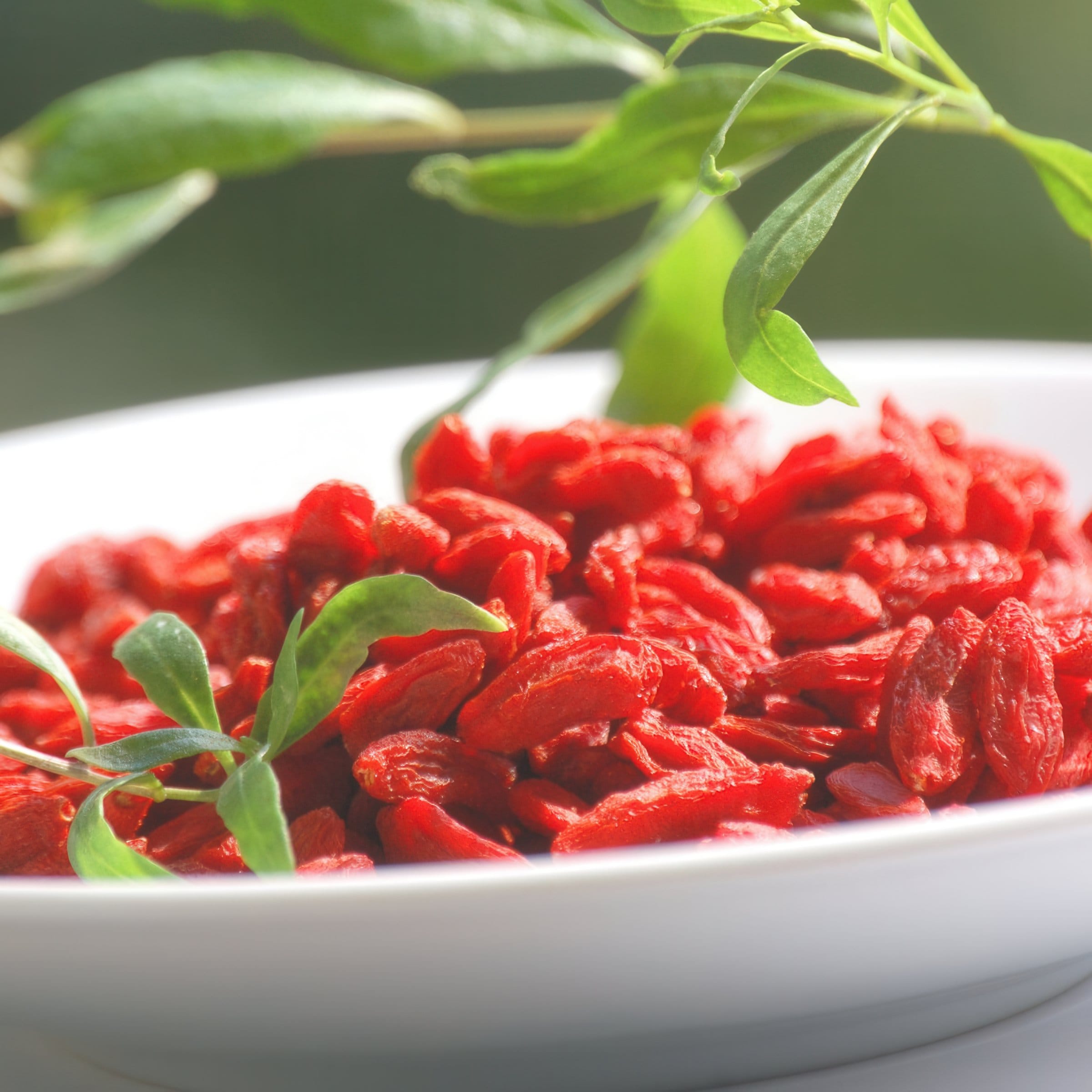 National Plant Network Goji Berry Feature Shrub in 3-Gallon Pot LW1842 ...