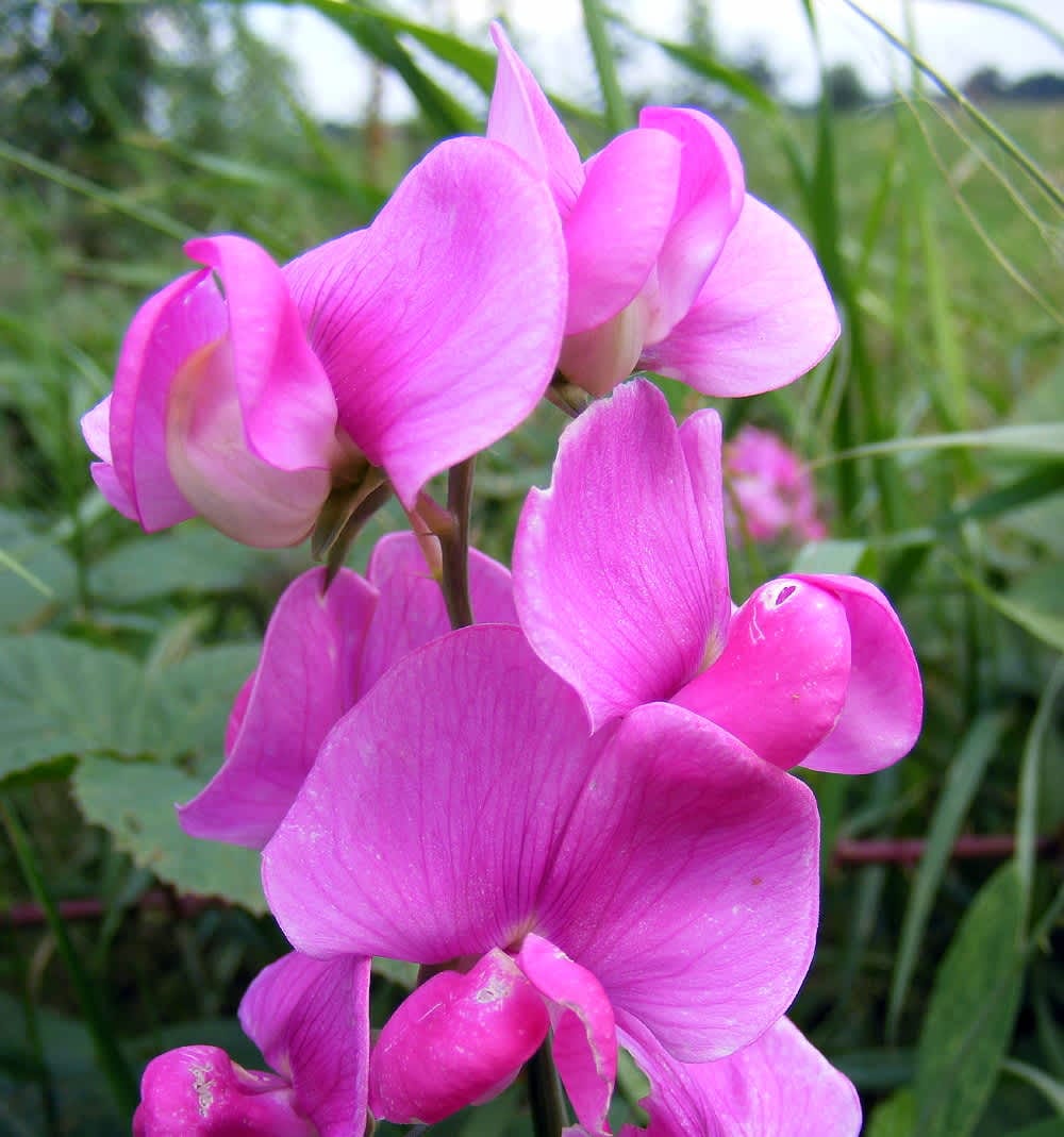 Hirt's Gardens Perennial Sweet Pea Vine Mix - Lathyrus latifolia - 4 ...
