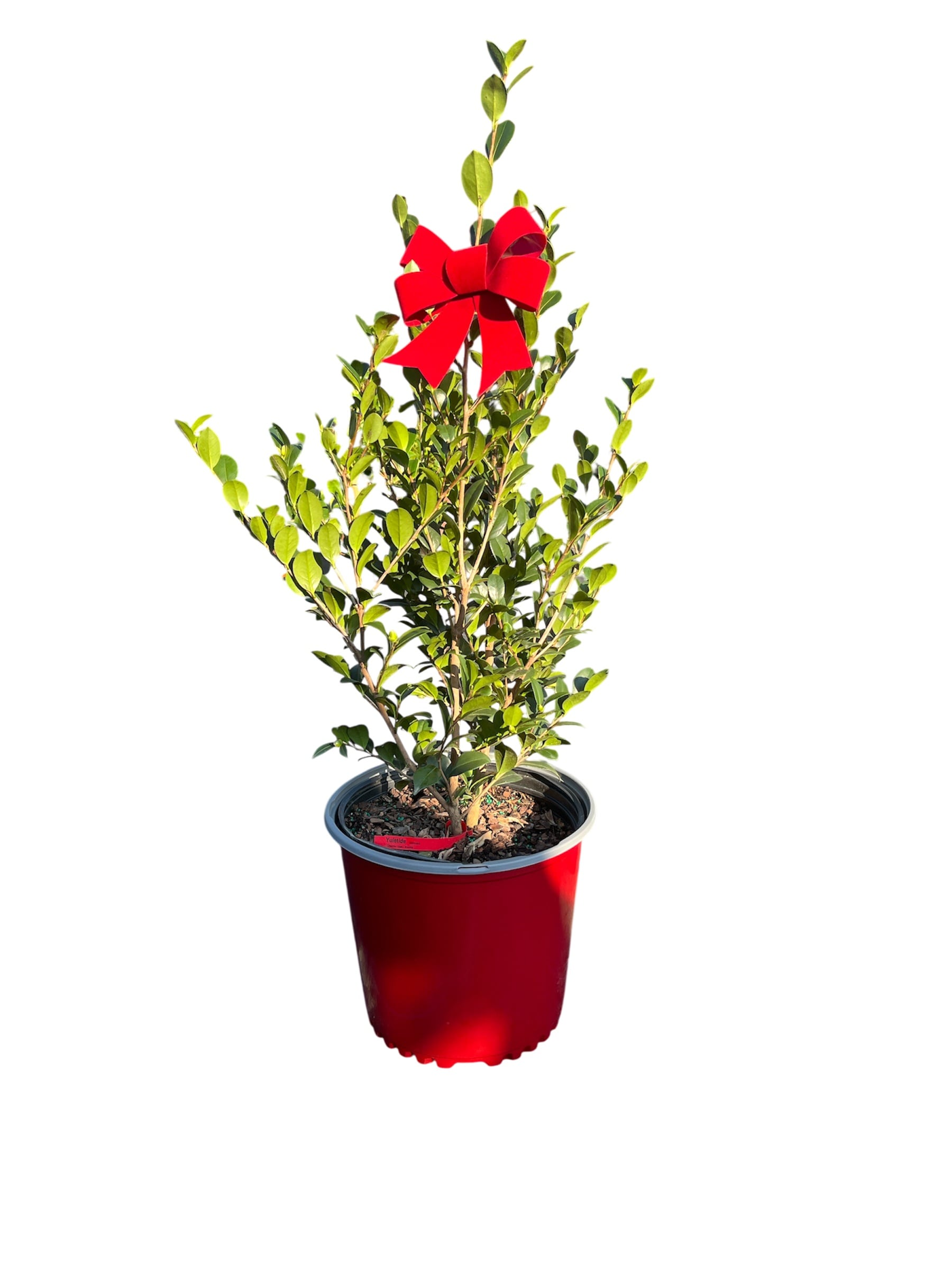 Yuletide Camellia in Red Pot Outdoor Plants at Lowes.com