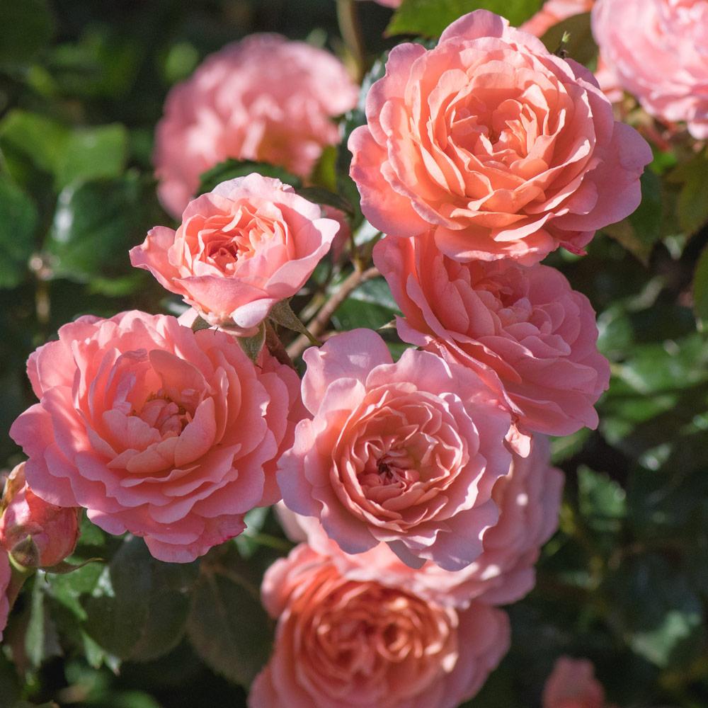 Brighter Blooms Apricot Drift- Rose (2 gal.) at Lowes.com