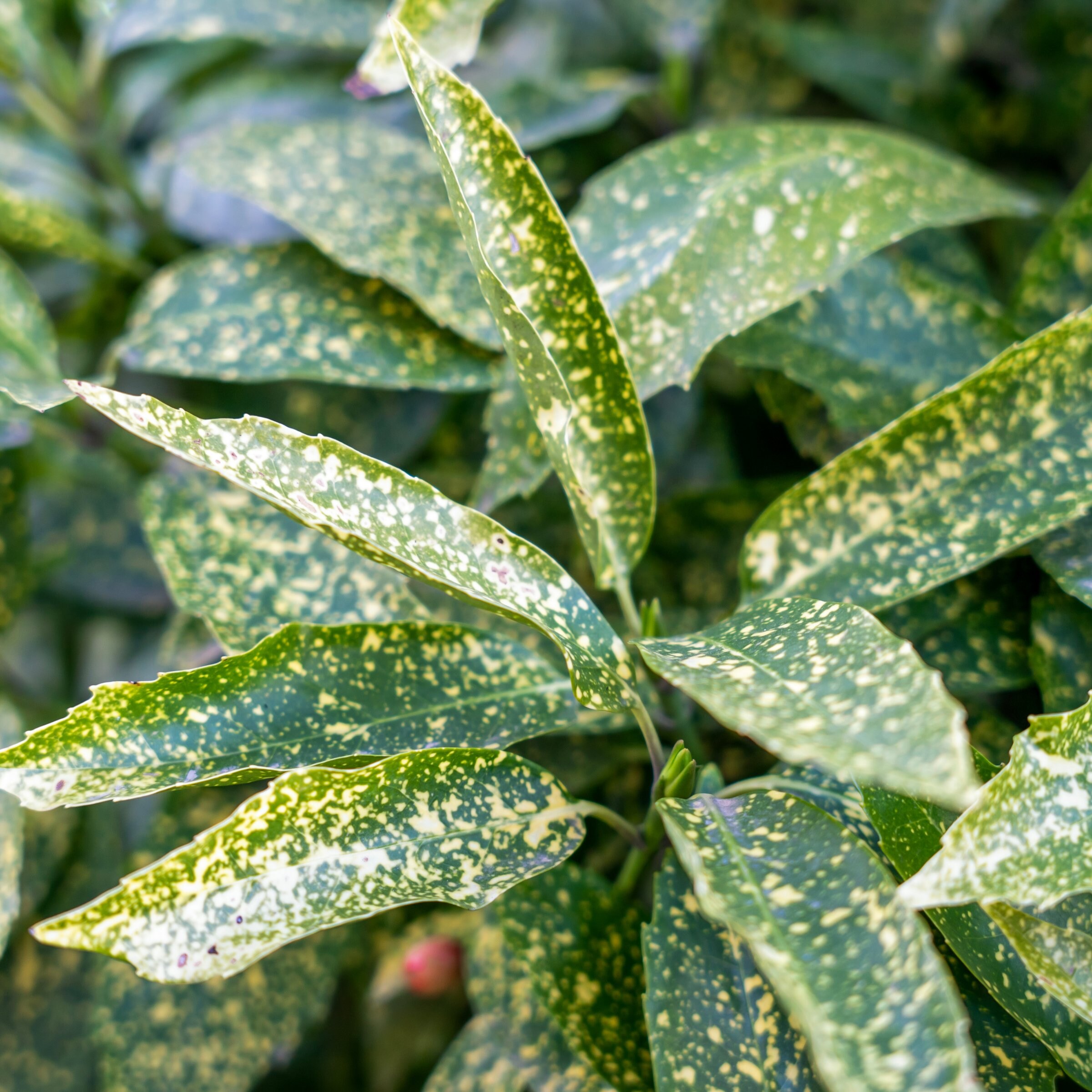National Plant Network 3 -Gallon Hosaba Hoshifu Acuba Accent Shrub 1 ...