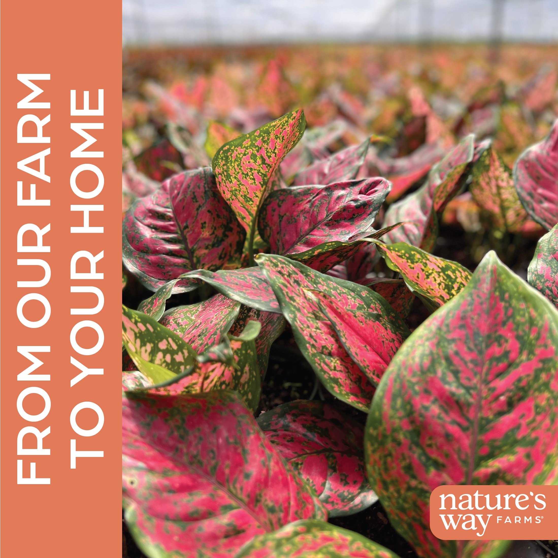 Nature's Way Farms Pink Splash Aglaonema House plant in 6 Inch(es) Pot ...
