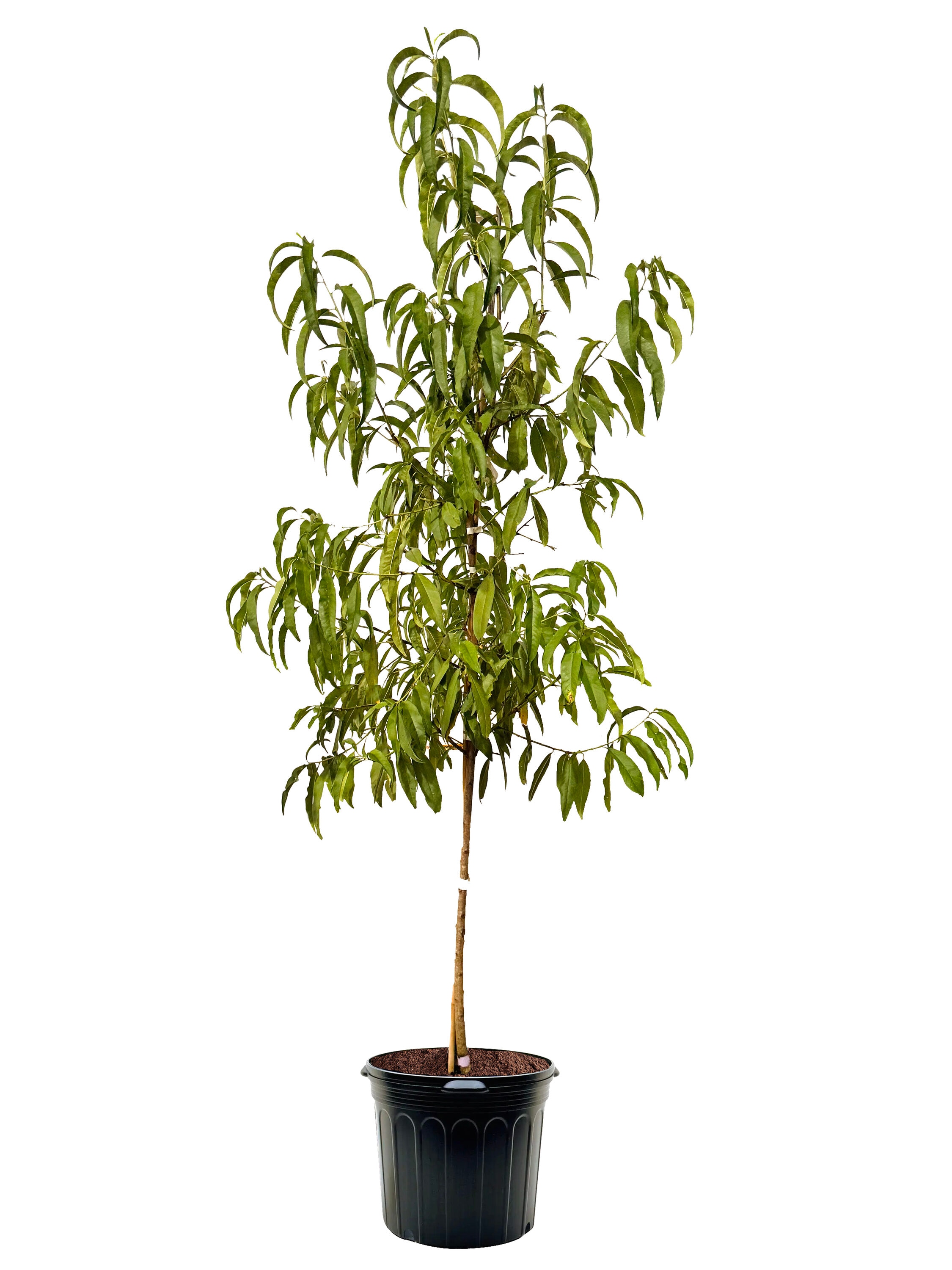 Peach Cresthaven in the Trees department at Lowes.com