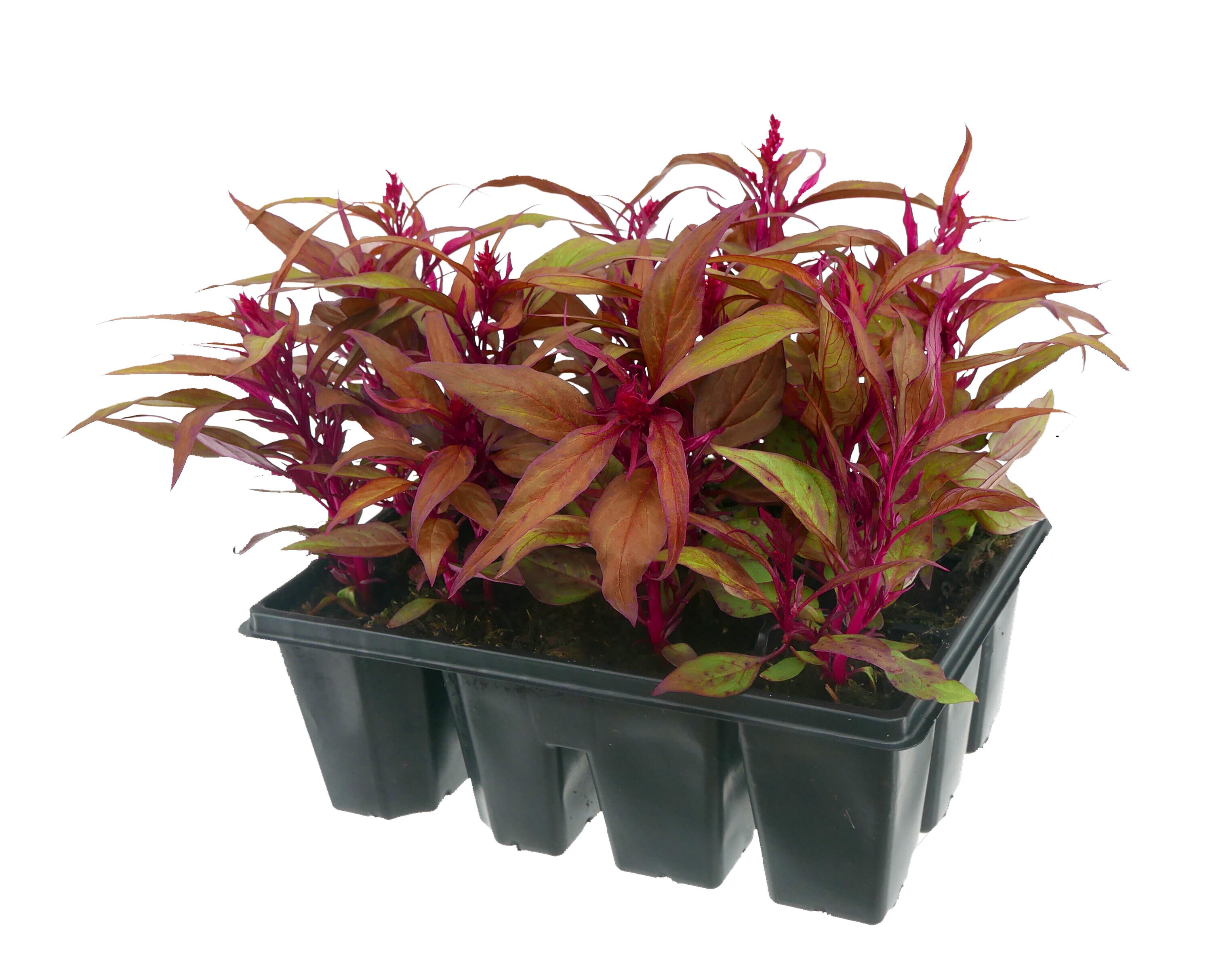 Celosia Kimono Mix 212PK - 1PK in the Annuals department at Lowes.com