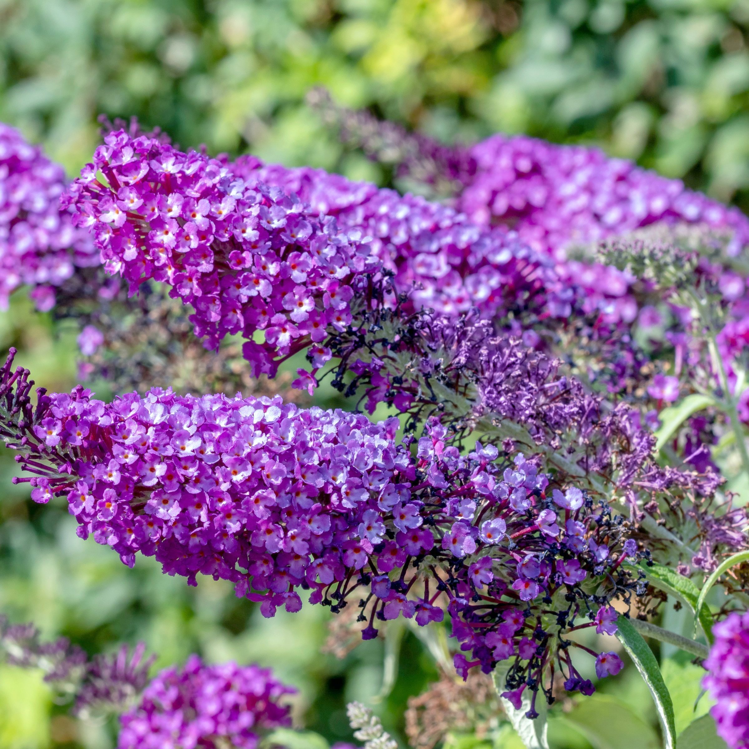National Plant Network Purple Buddleia Ultra Violet Plant in 2-Gallon ...
