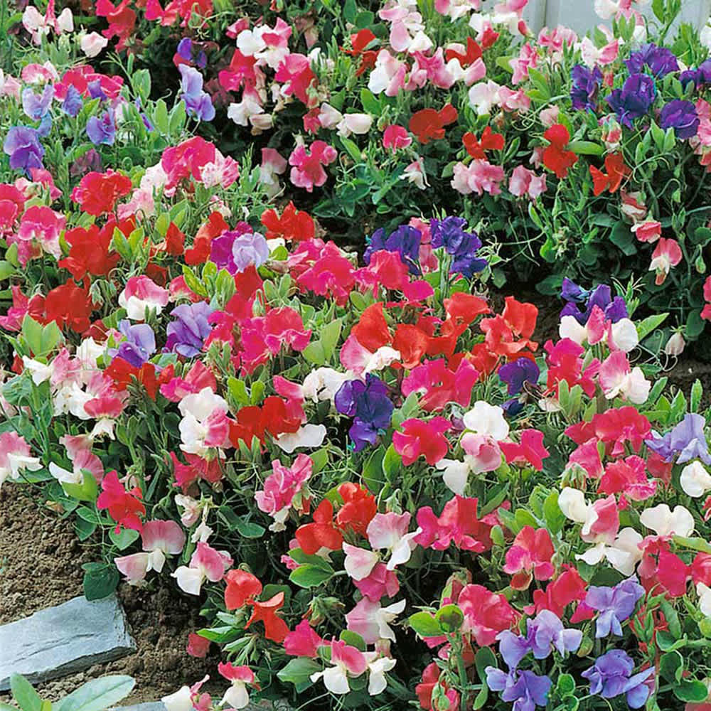 Hirt's Gardens Perennial Sweet Pea Vine Mix - Lathyrus latifolia - 4 ...