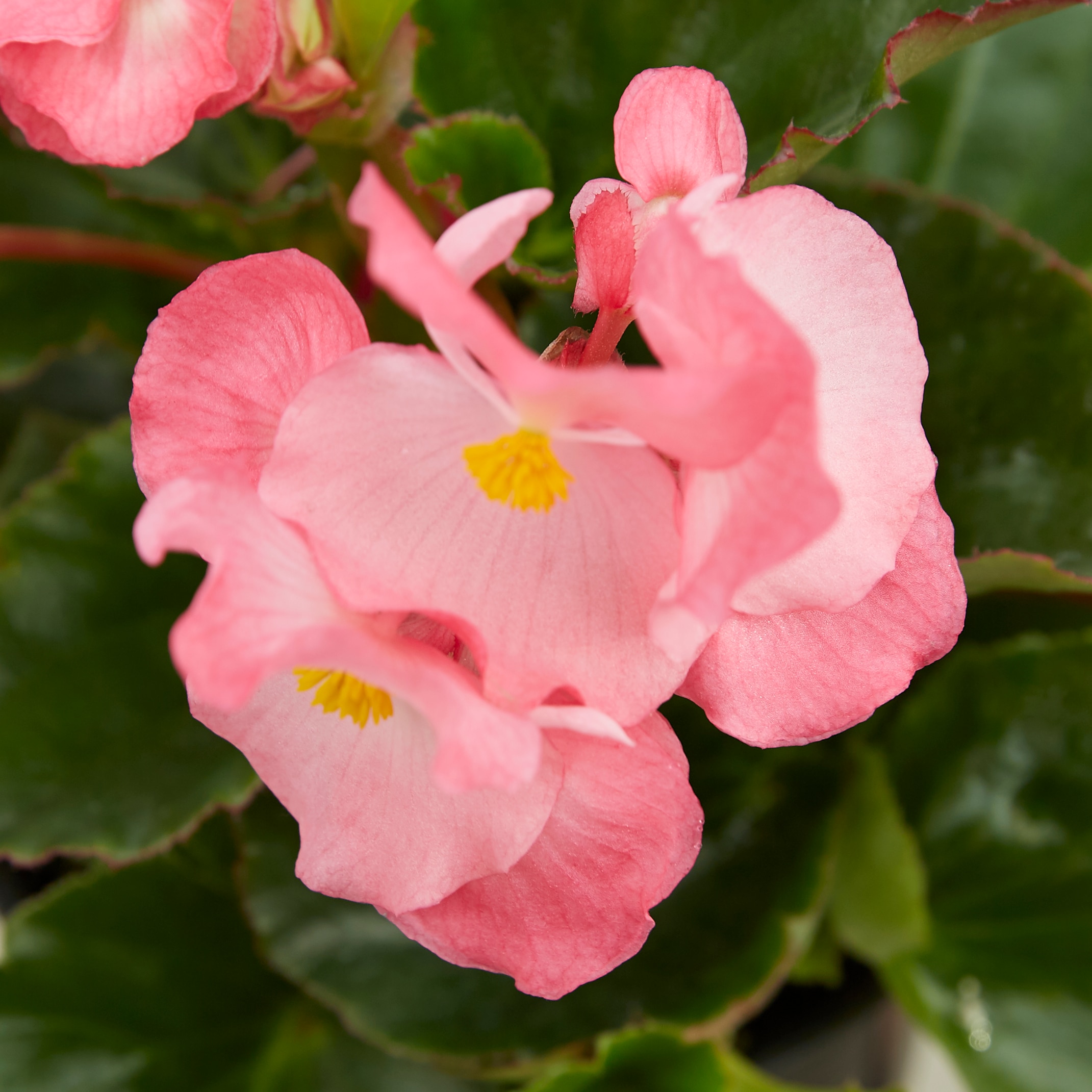 1 Pint Pink Begonia 1 -Pack - Low Maintenance in the Annuals department ...