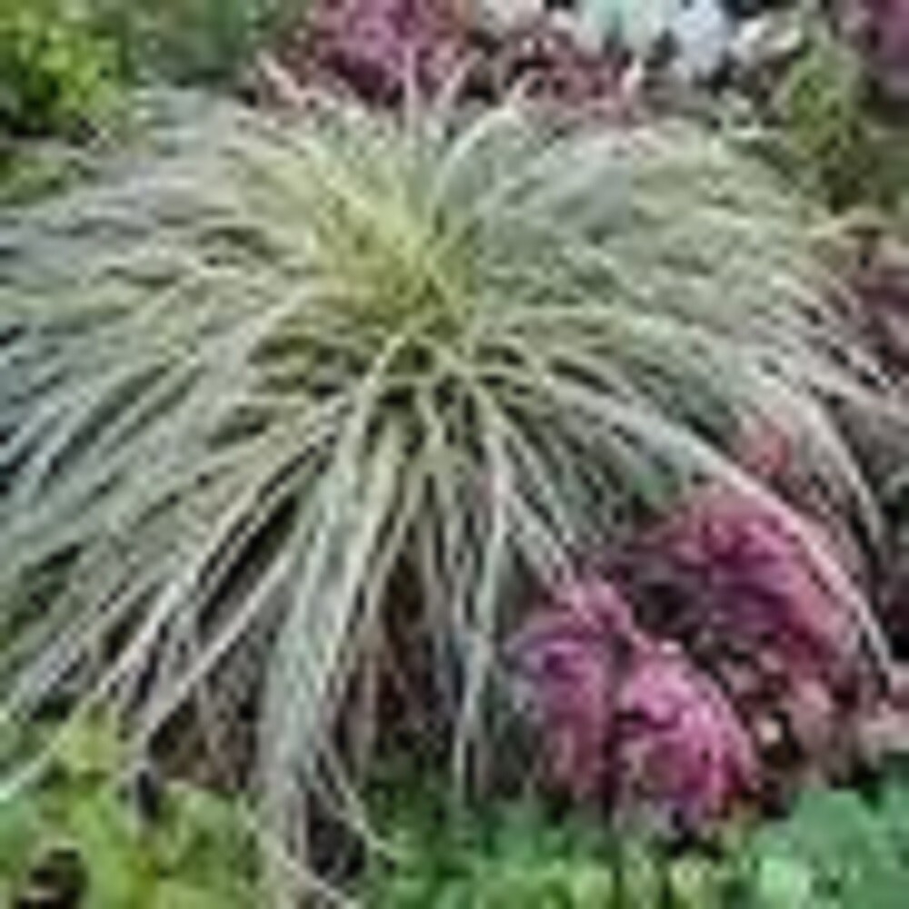 Lowe's 2.5 -Quart Carex Grass 1.0 -Pack - Low Maintenance in the ...