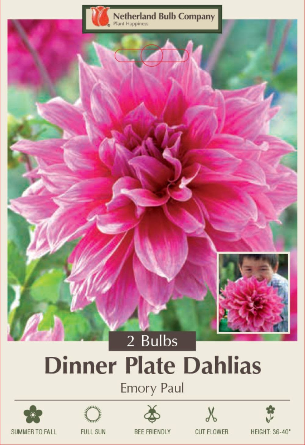 Hirt's Gardens Emory Paul Dinnerplate Dahlia - 2 Bulb Clumps - Orchid ...