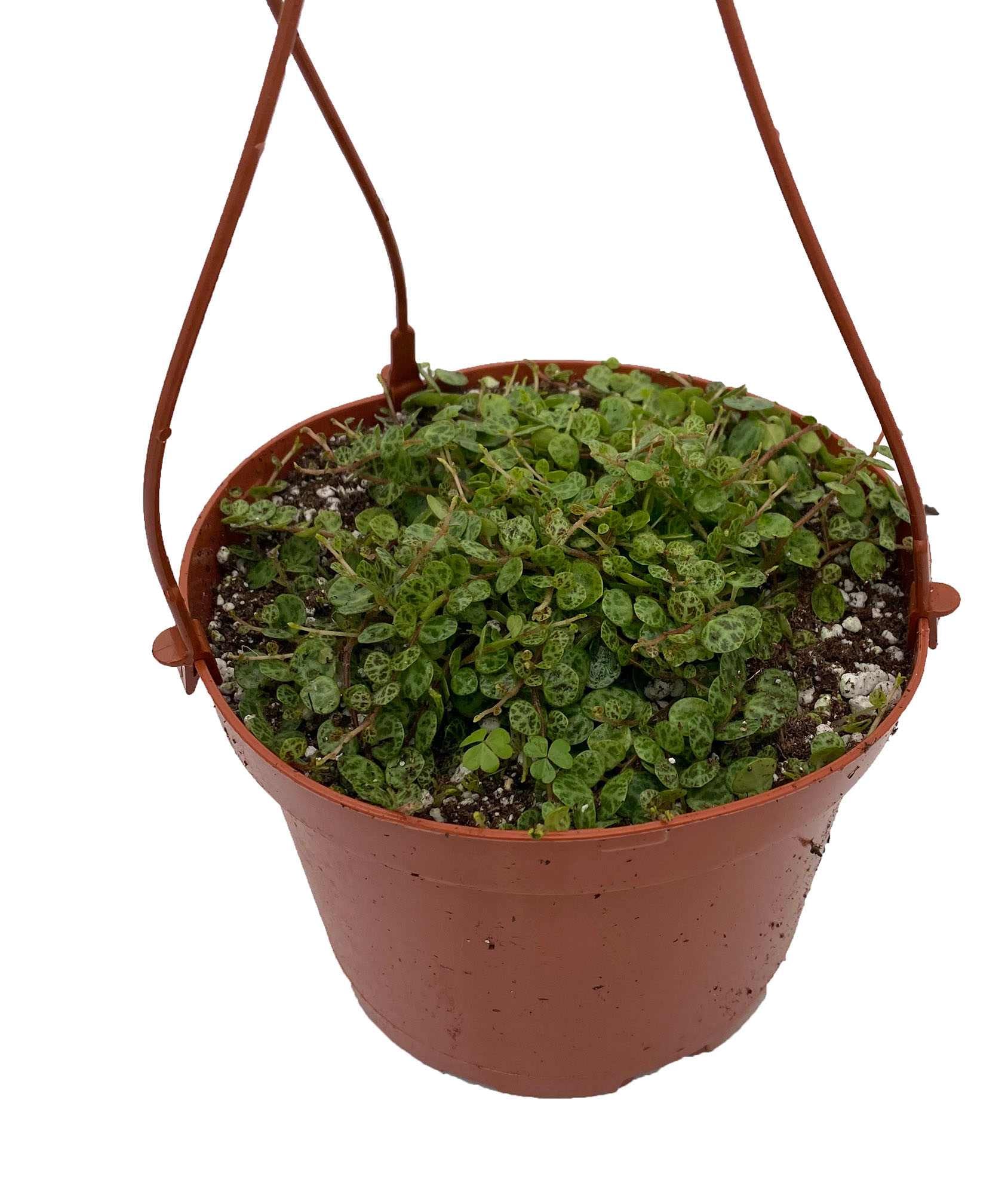 Hirt's Gardens String of Turtles - Peperomia prostrata - 5 inch Hanging ...