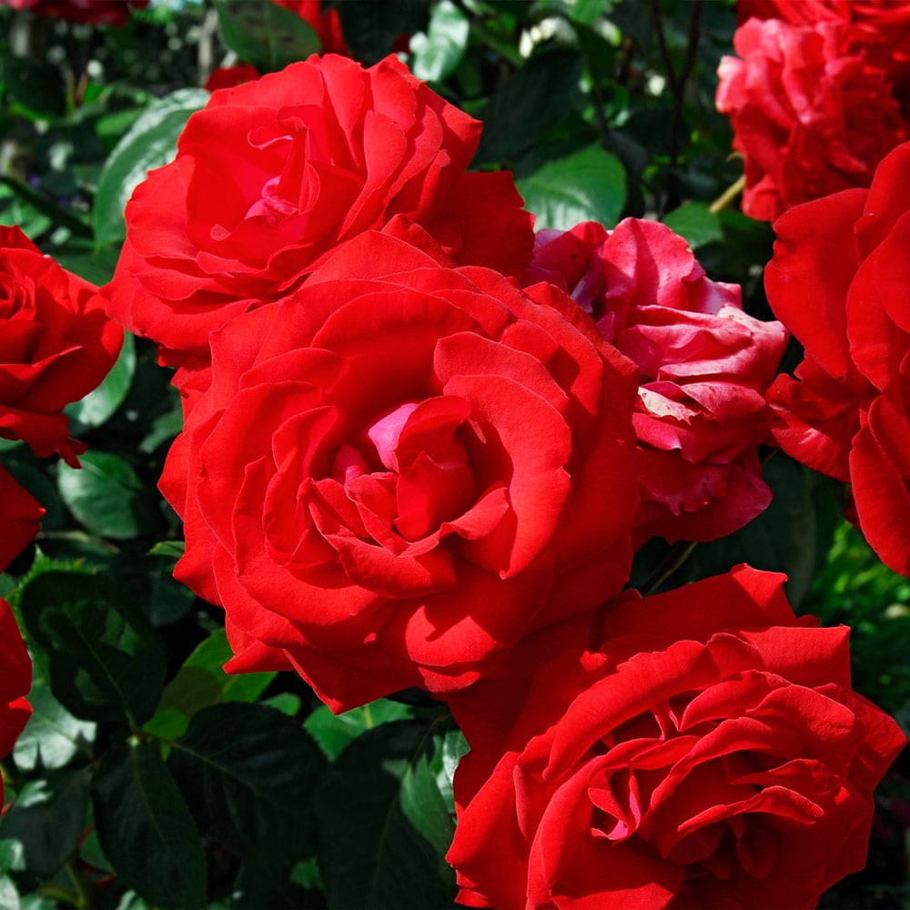 Brighter Blooms The Grand Champion- Rose (3 gal.) at Lowes.com