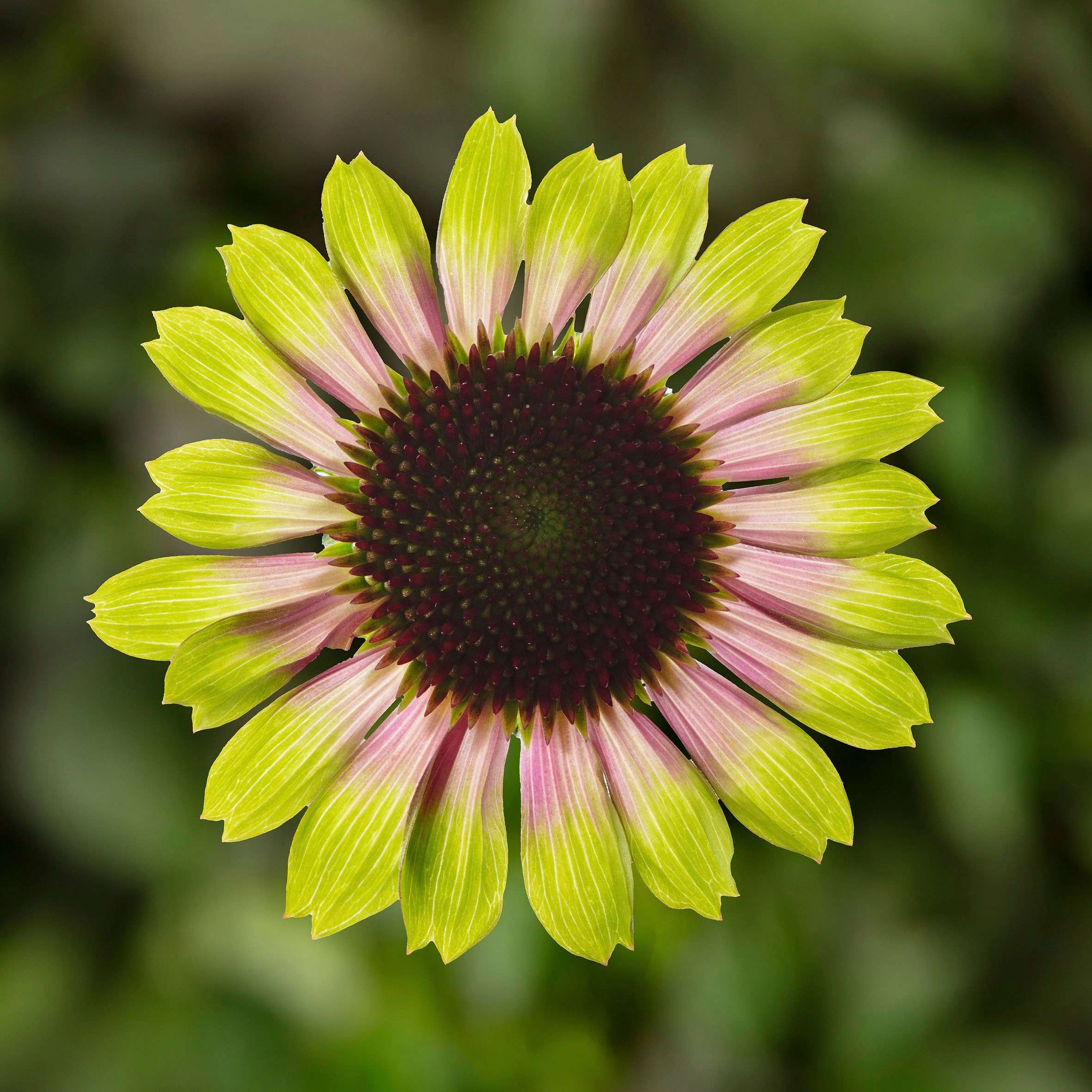 Hirt's Gardens Prarie Blaze Vintage Lime- Coneflower Plant - Echinacea ...