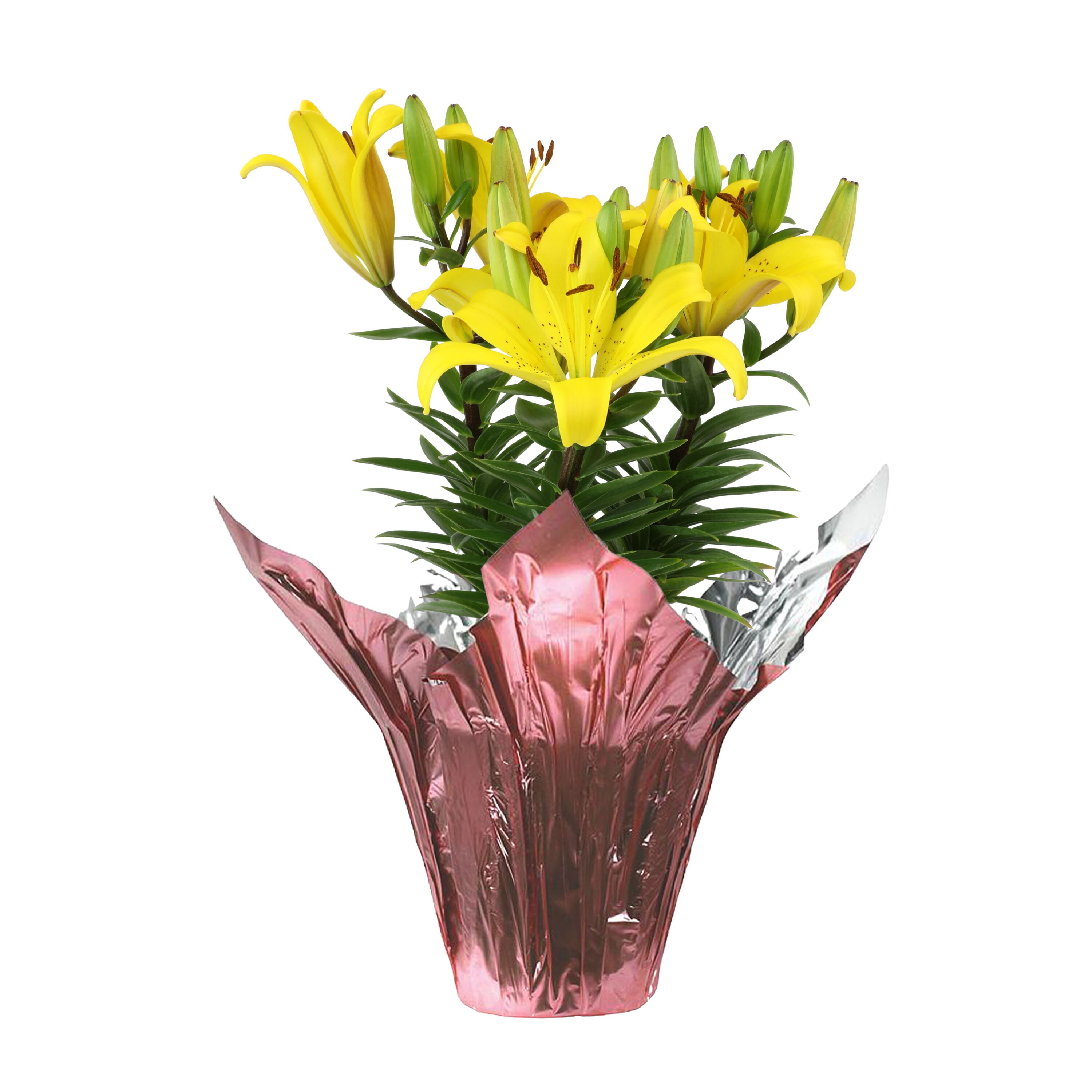 Asiatic Lily House Plants at Lowes.com