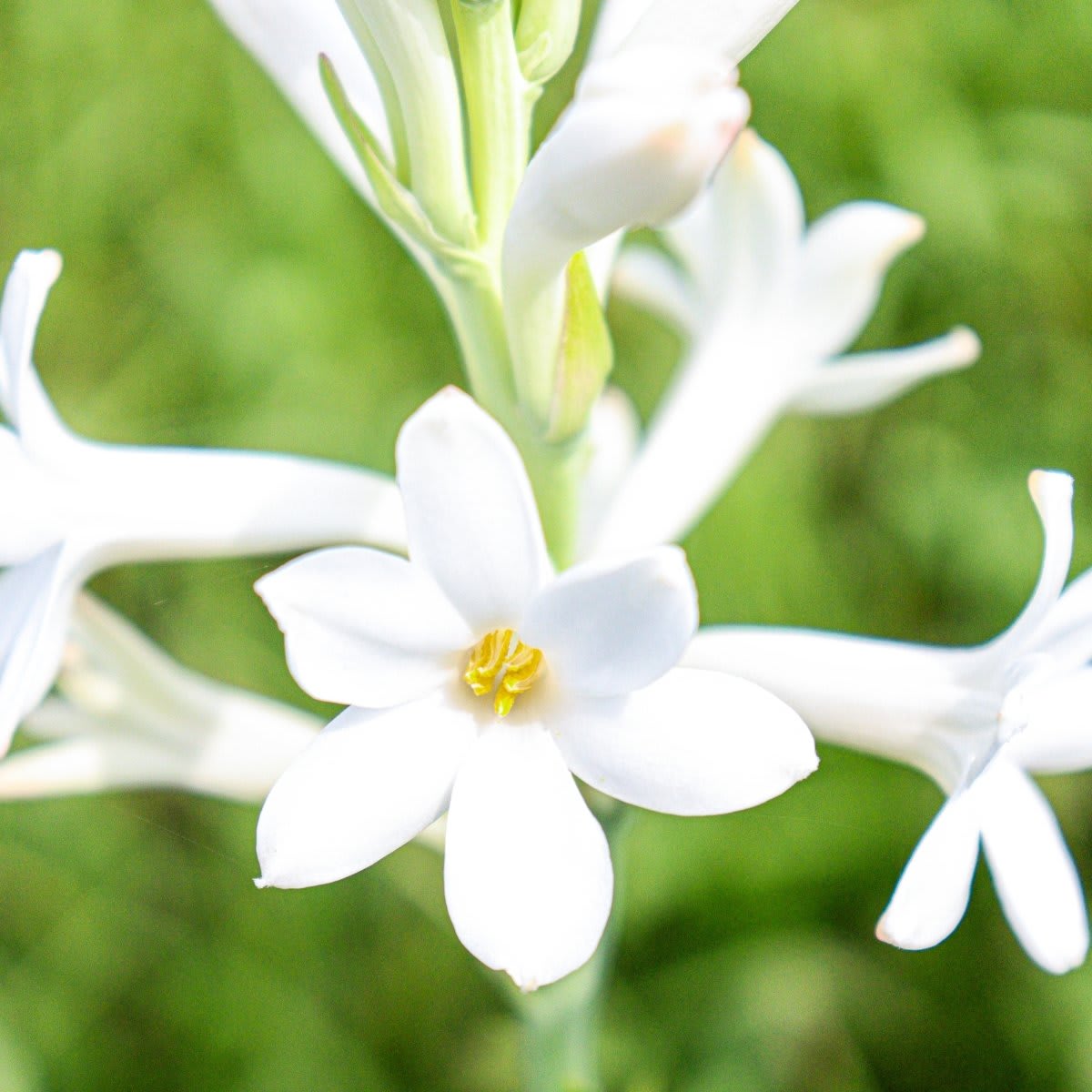 Hirt's Gardens Single White Tuberose - 1 Bulb - FRAGRANT - Polianthus ...