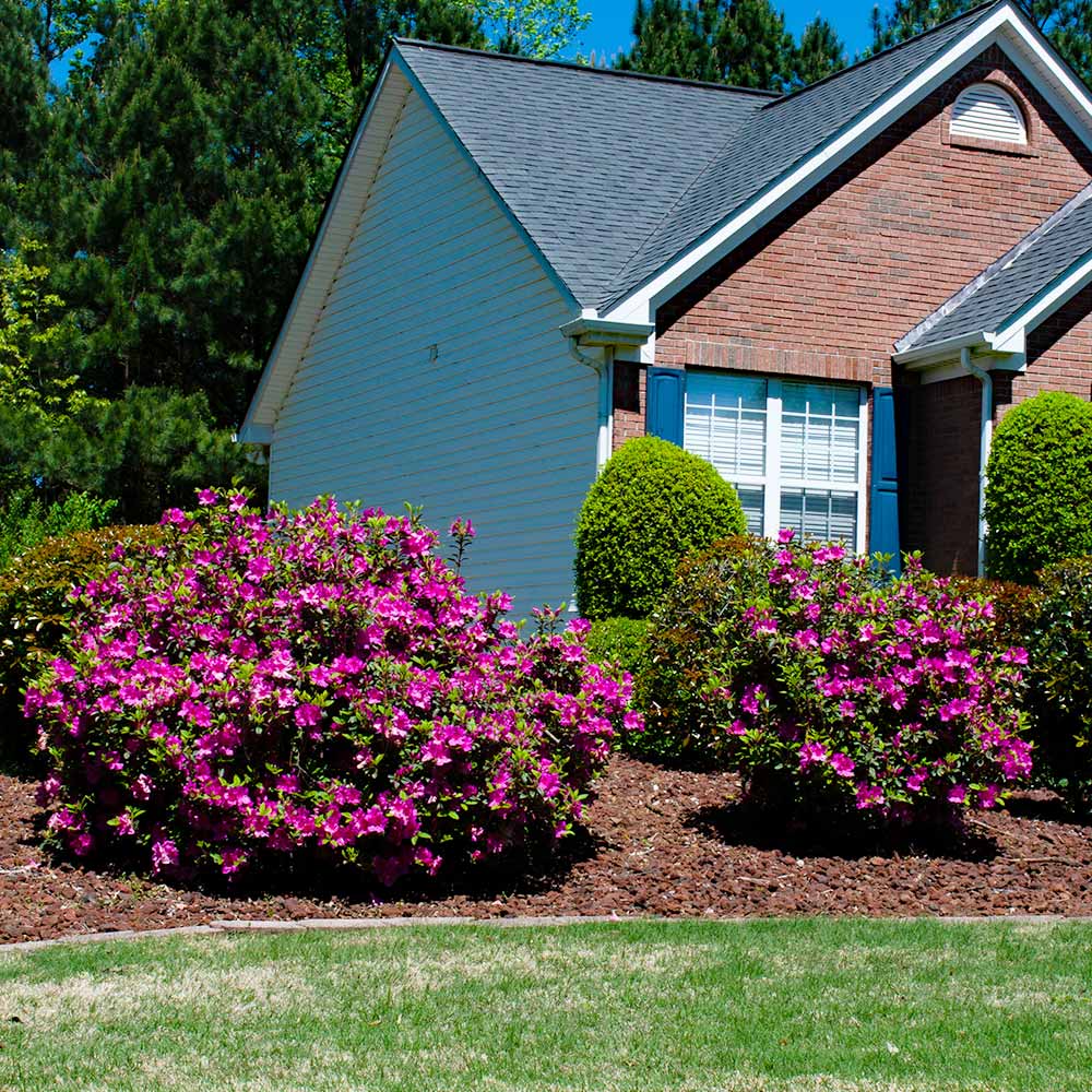 Brighter Blooms Autumn Royalty- Encore- Azalea (3 gal.) at Lowes.com