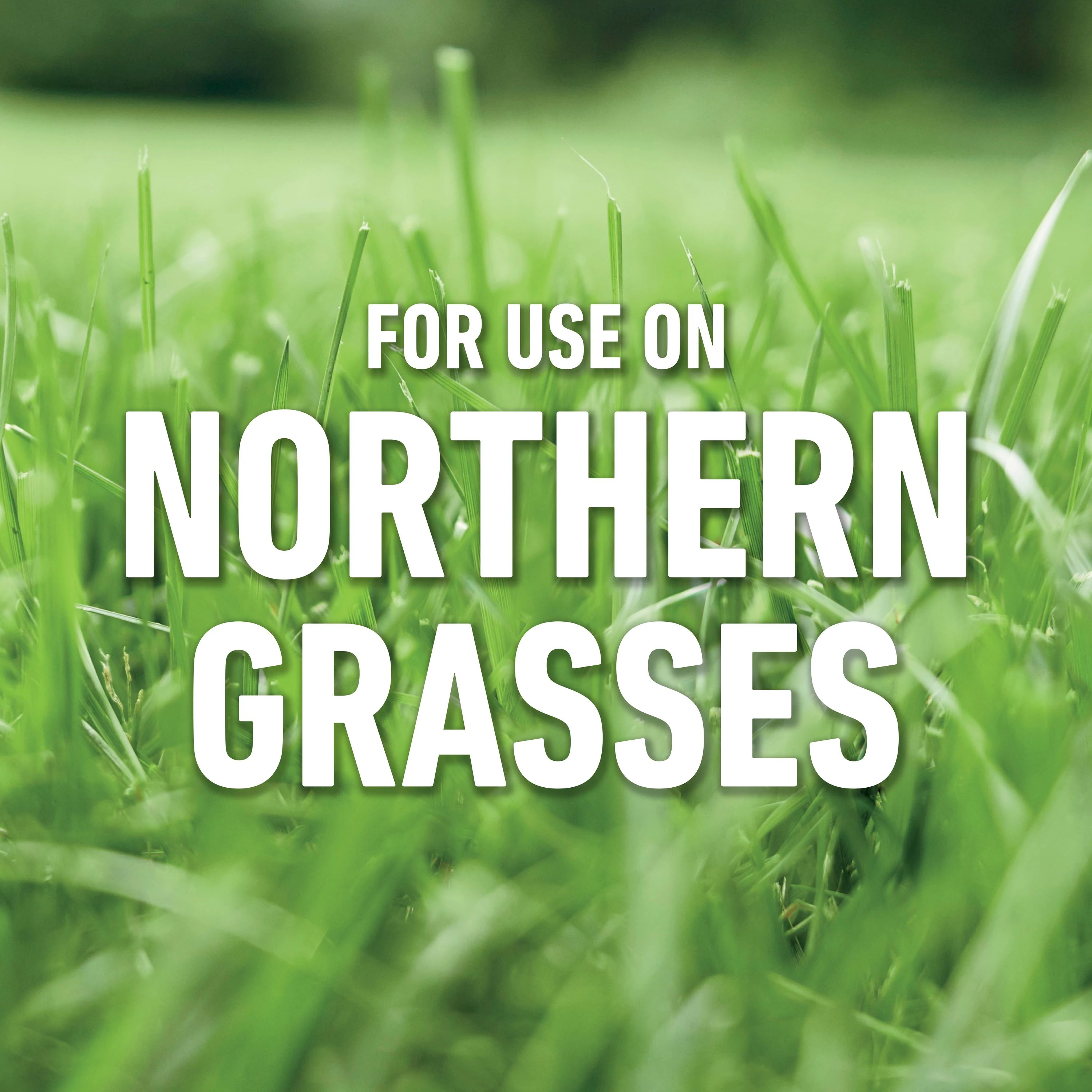 Roundup For Lawns1 1-Gallon Trigger Spray Lawn Weed Killer 5021005 at ...