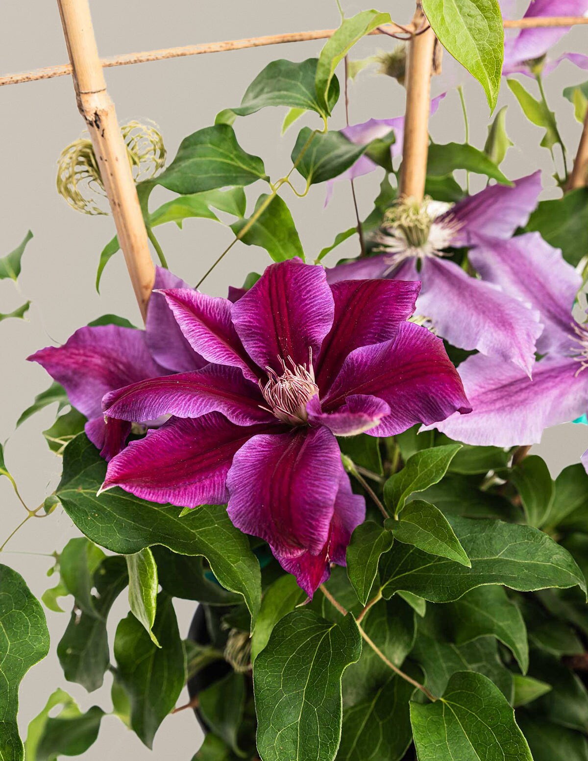 The Sill 2 Gallon Planter Dr Ruppel Clematis Cream Agnes Resin In