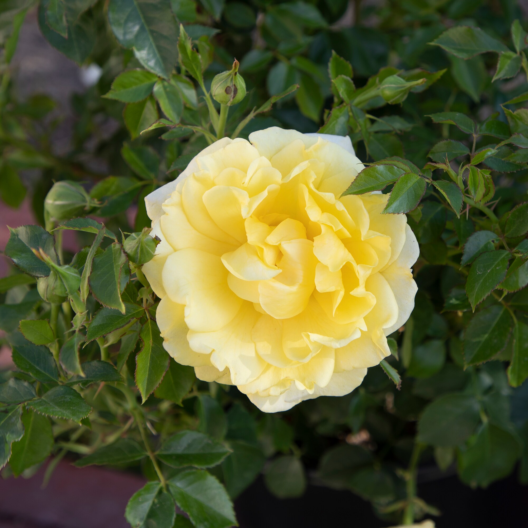 True Bloom 2.00-Gal Rose True Hapns Ptf Tb in the Shrubs department at ...