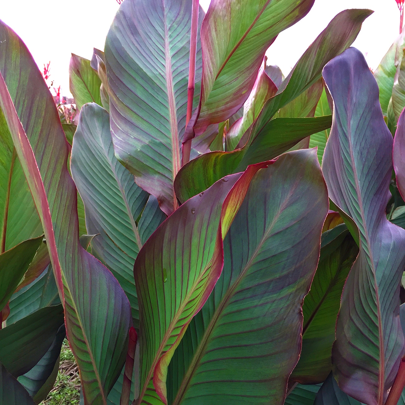 Van Zyverden Orange Giant Tallest Cannas Musifolia Bulbs 3 Count in the ...
