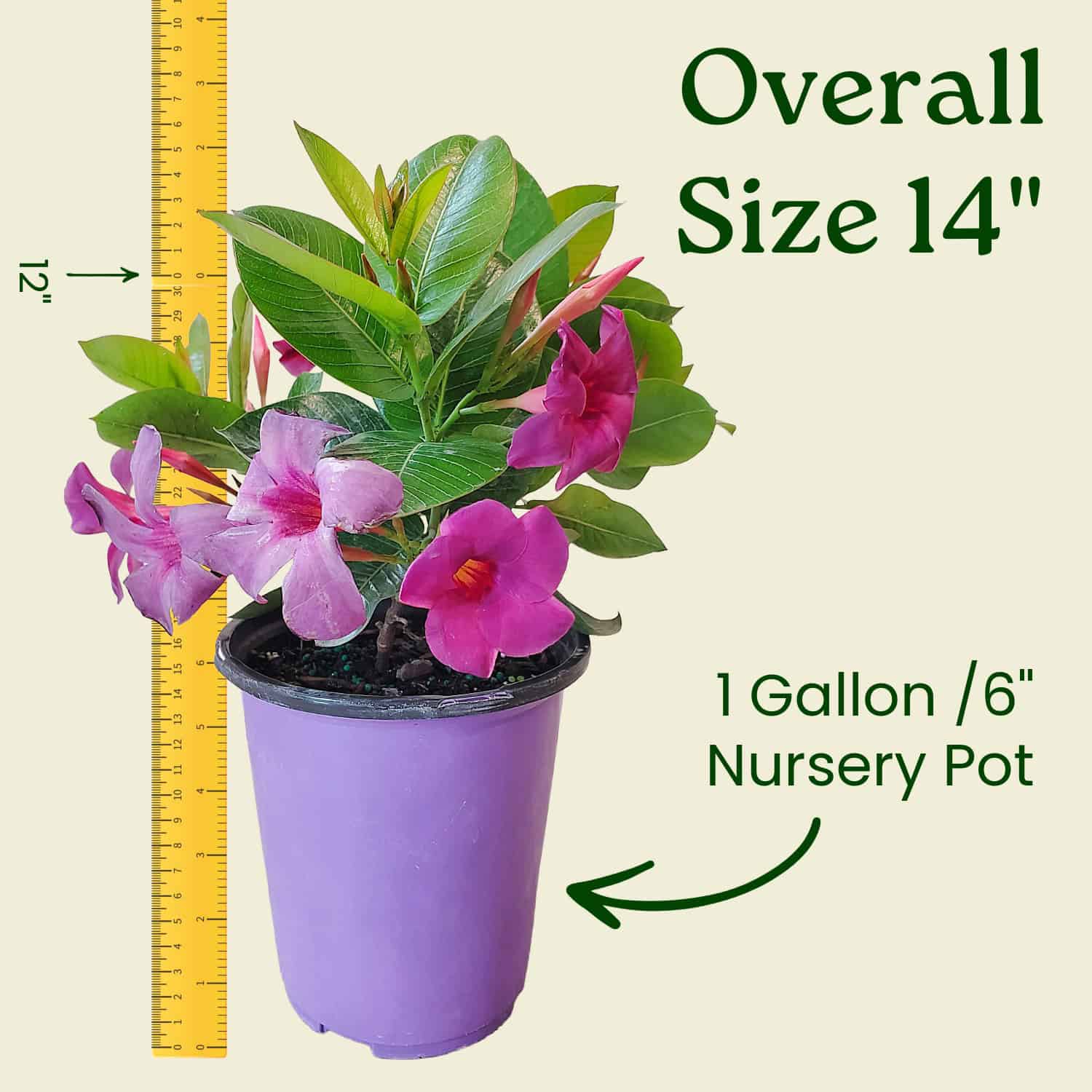 Tropical Plants of Florida Bluephoria Dipladenia Plant in 1 Gallon ...