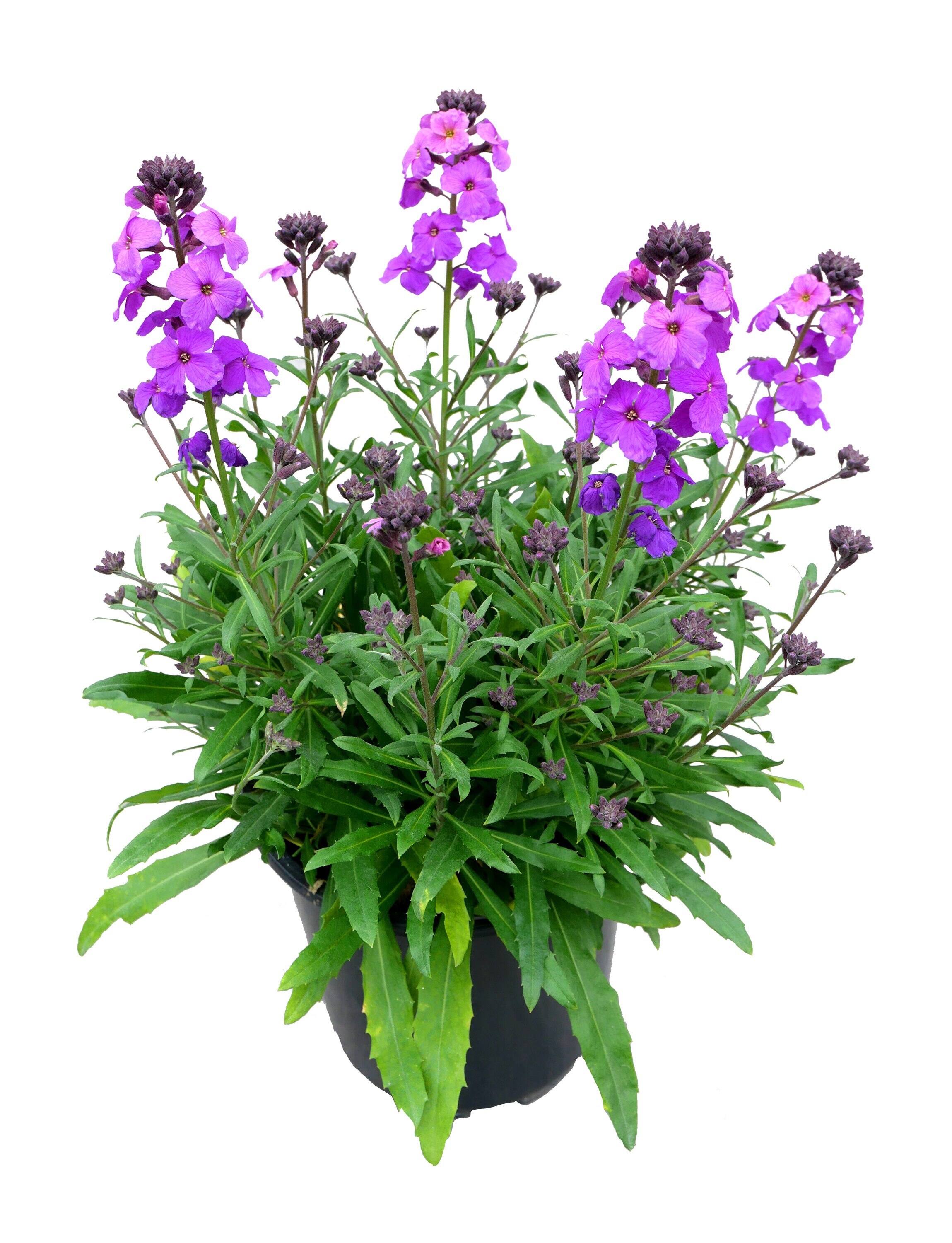 2.5 -Quart Purple Erysimum 'Super Bowles Mauve' 1 -Pack - Low ...
