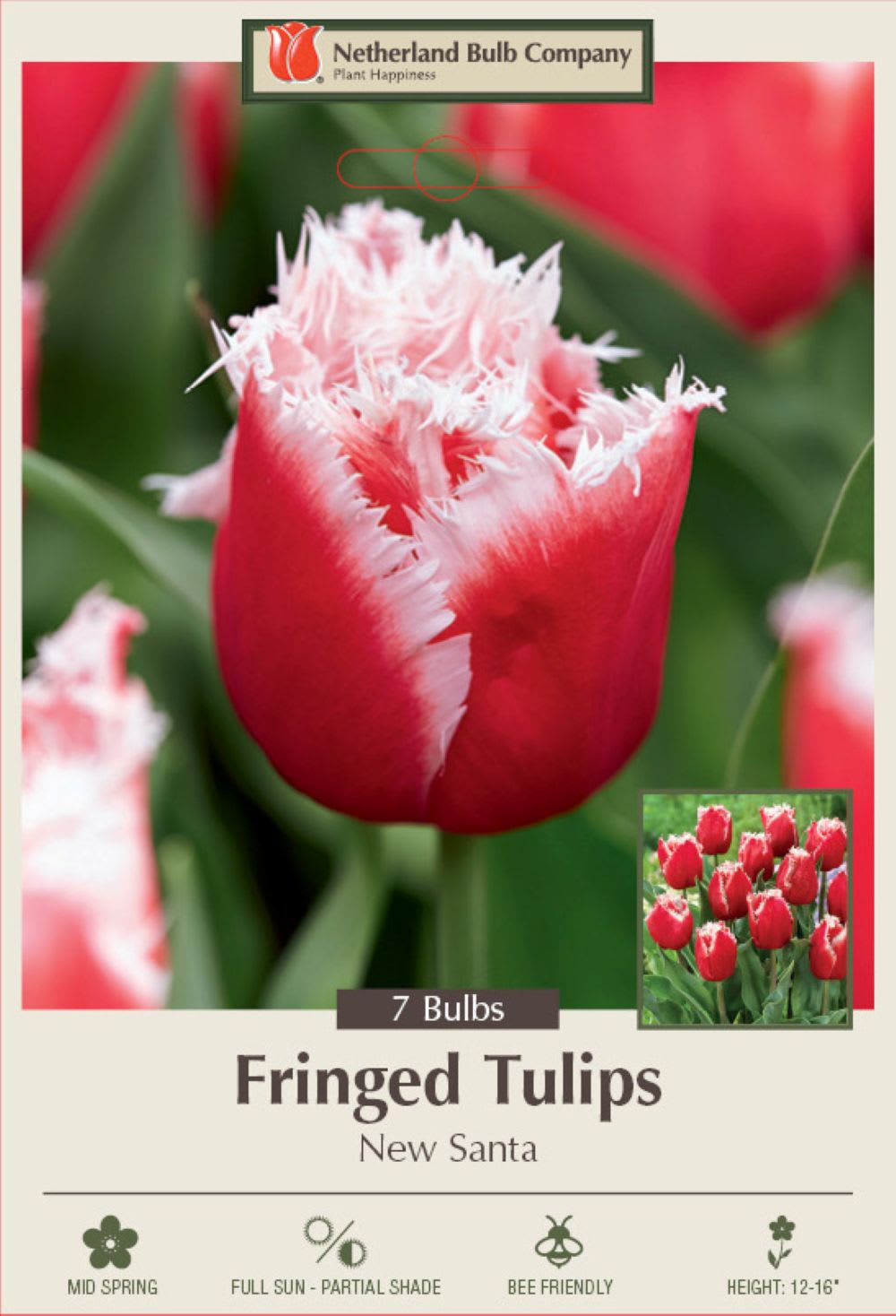 Hirt's Gardens New Santa Fringed Tulip 7 Bulbs - 12 cm Bulbs - Red ...