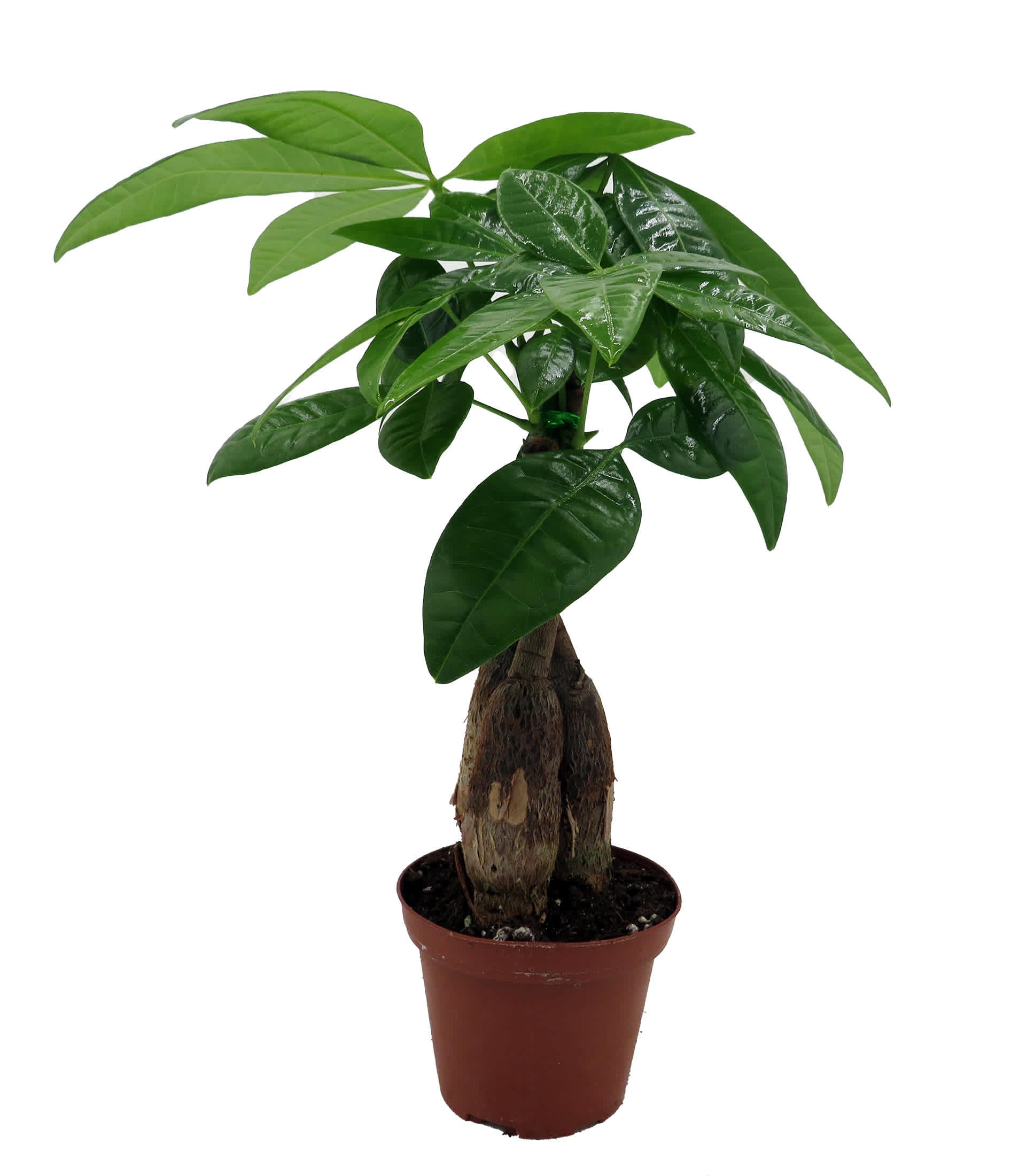 Hirt's Gardens Twisted Money Tree - Pachira - 3 inch Pot - Trending in ...