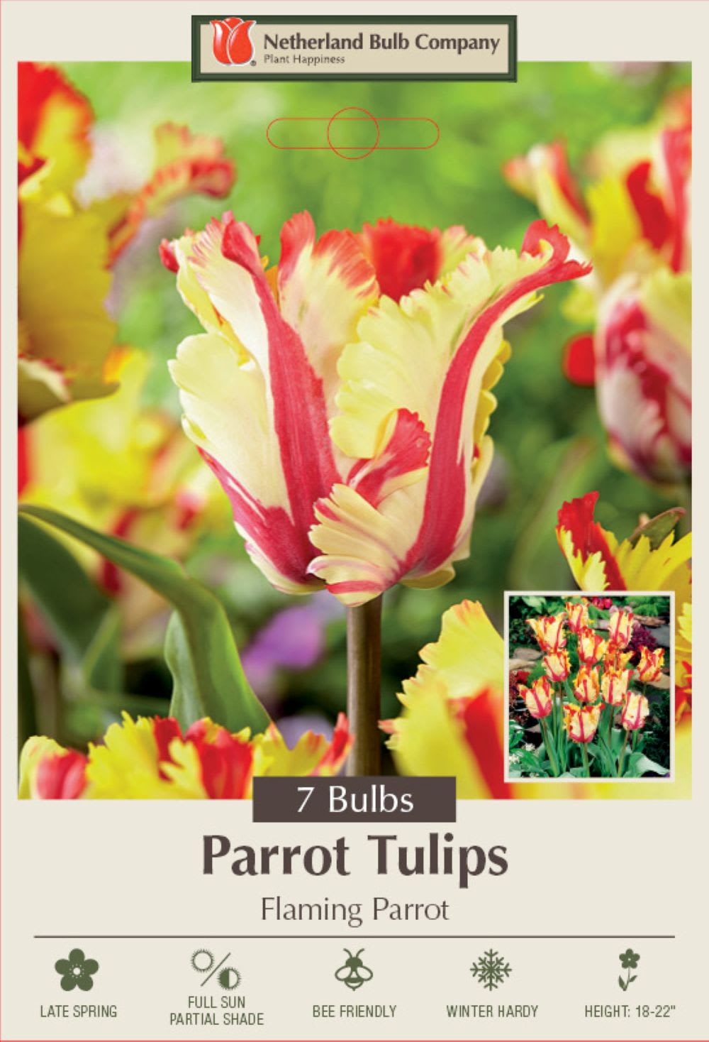 Hirt's Gardens Flaming Parrot Tulip 7 Bulbs - Exotic - 12 cm Bulbs in ...