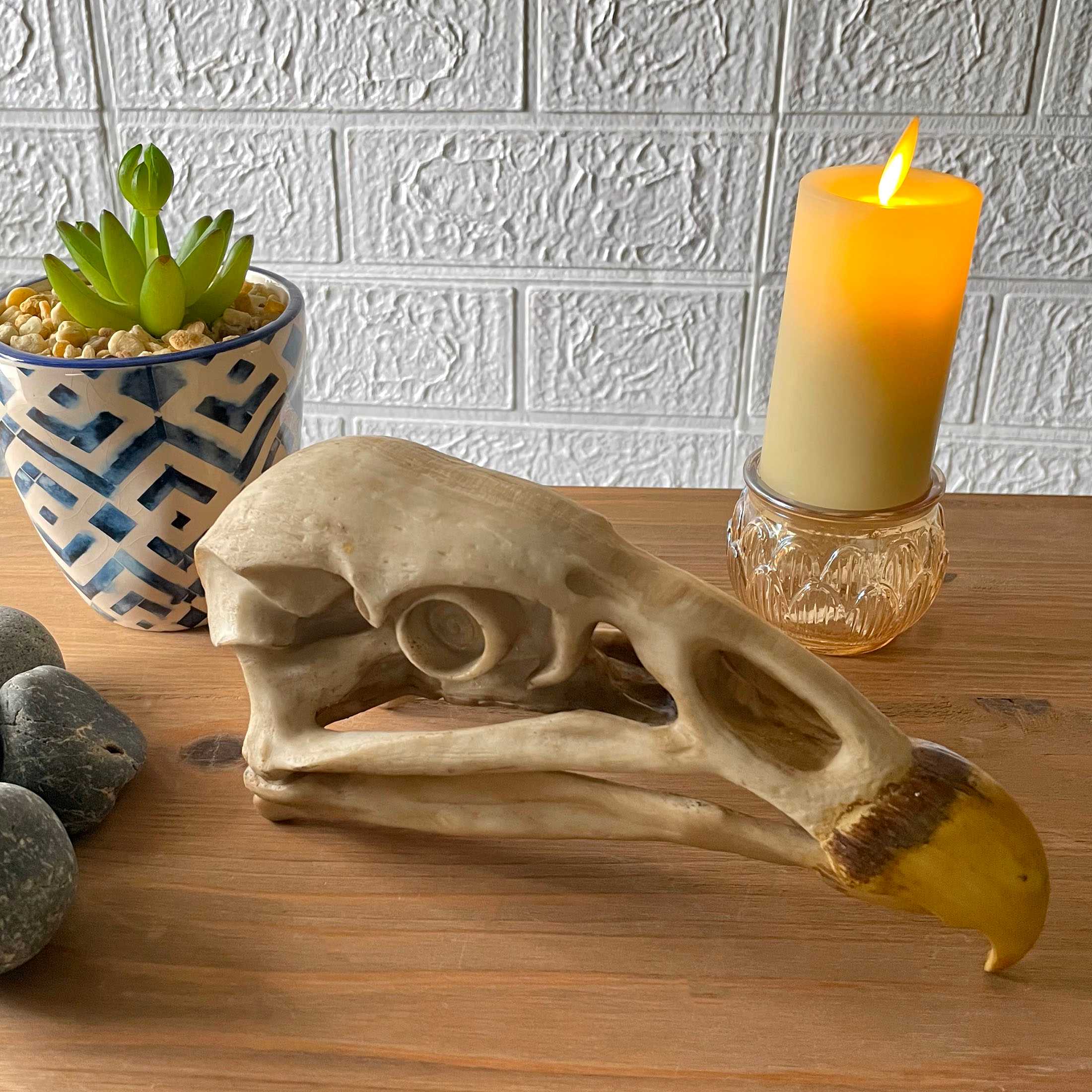 Contrast Replica California Condor Skull - Realistic Endangered Species ...