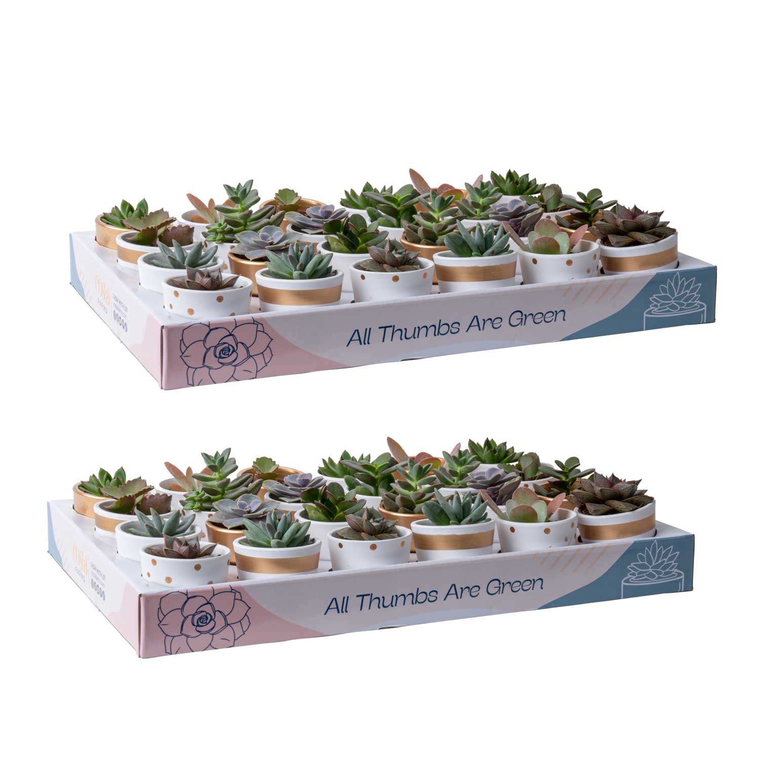 Costa Farms 48-Pack Grower's Choice Assorted Succulents in 2-in Pot P ...