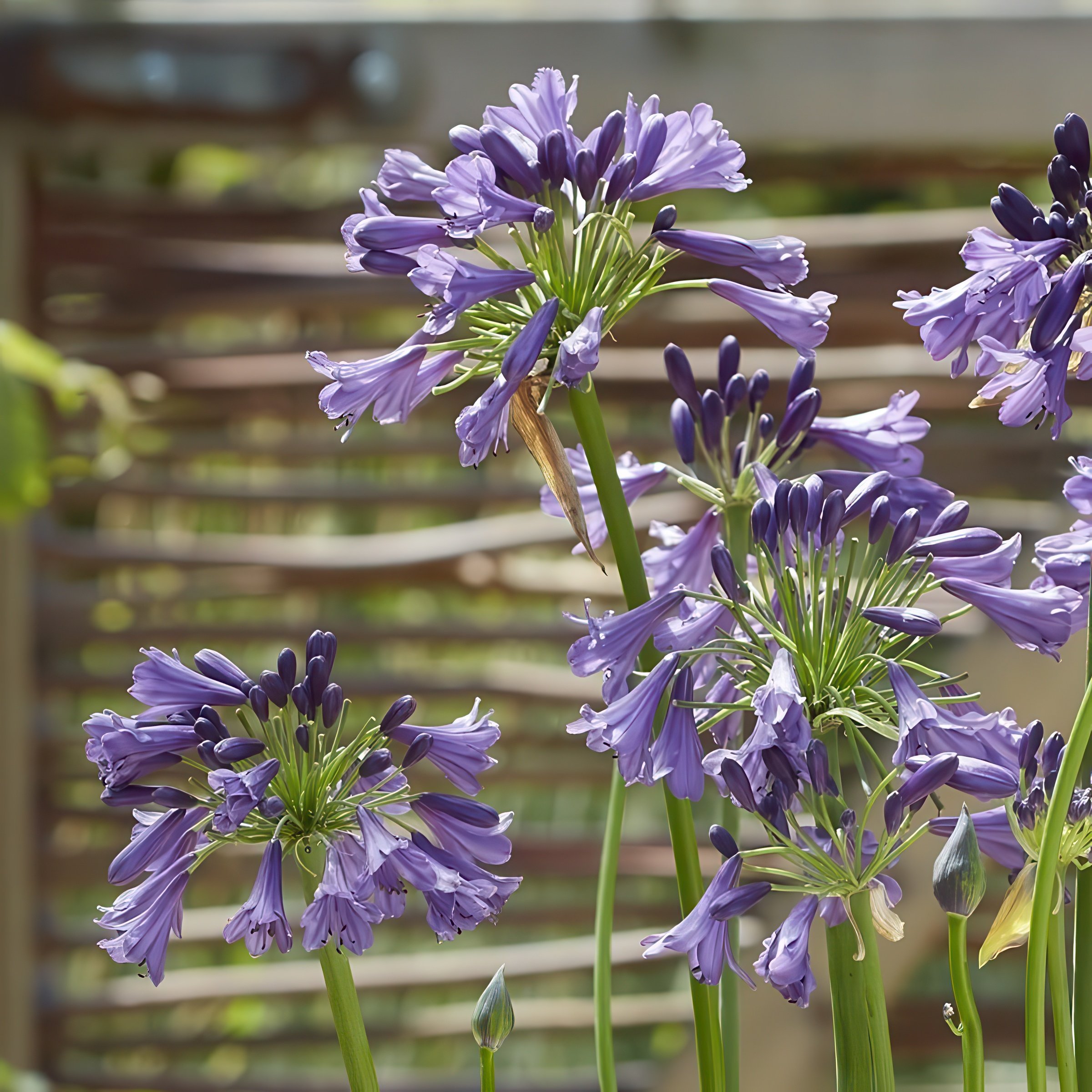 National Plant Network 1 -Gallon Purple Agapanthus Ever Amethyst 1 ...
