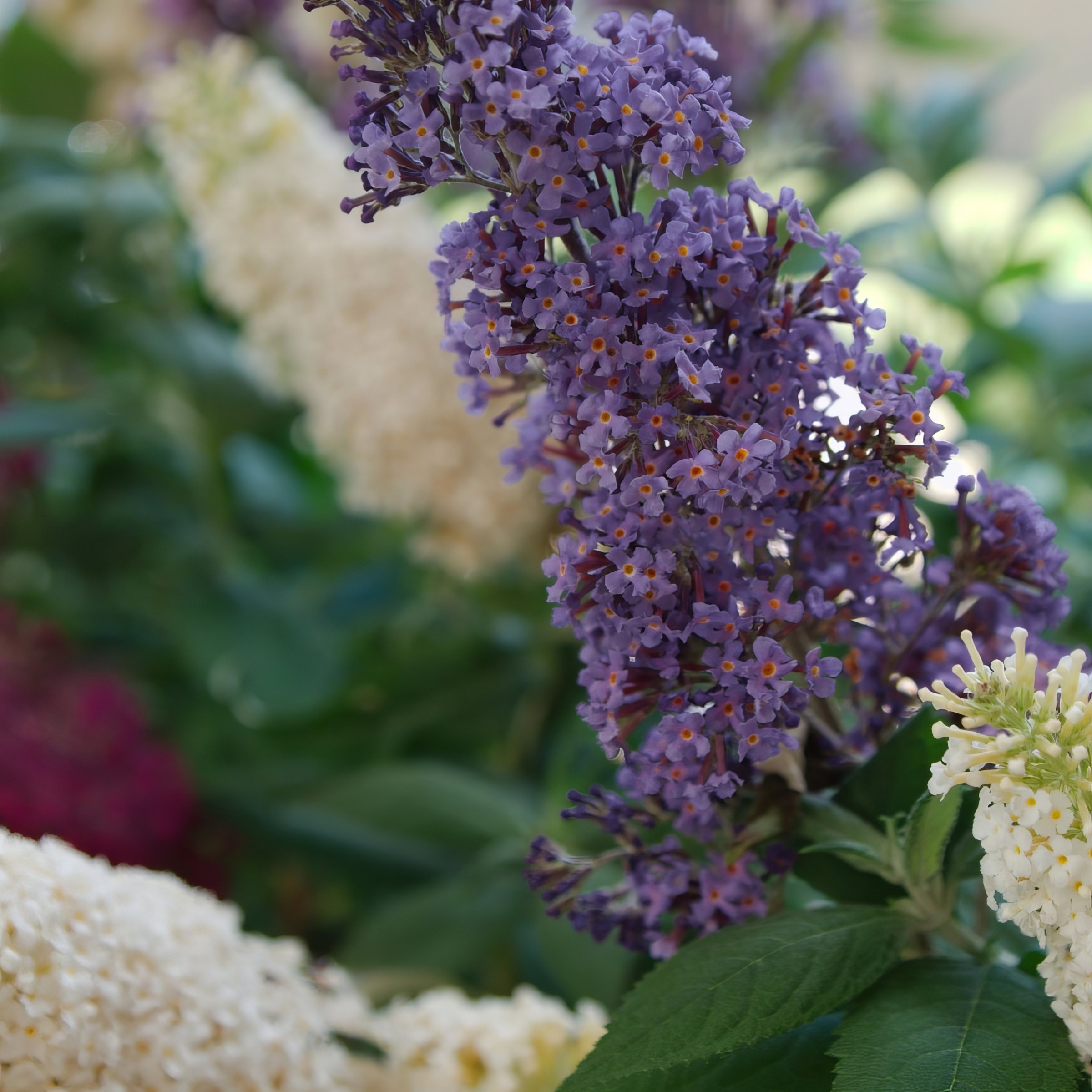 National Plant Network Multicolor 3n1 Red-white-blue Butterfly Bush ...